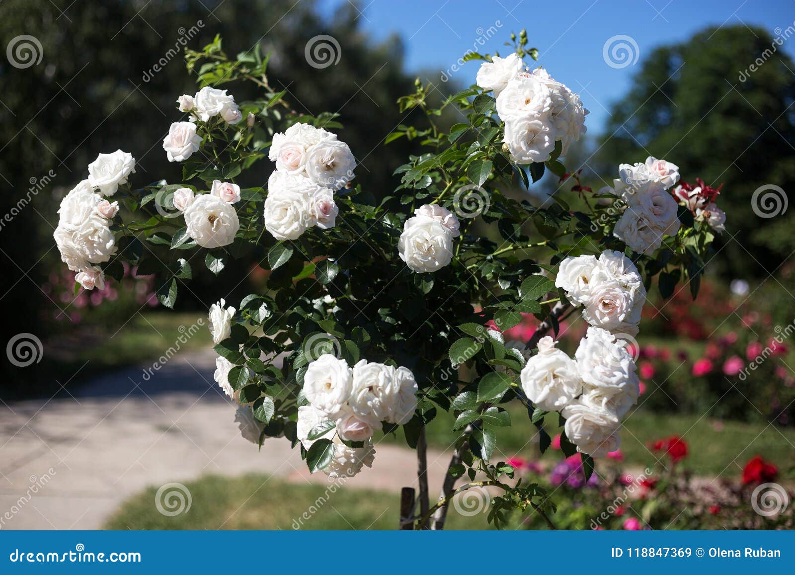 Tree with white roses stock image. Image of holiday - 118847369