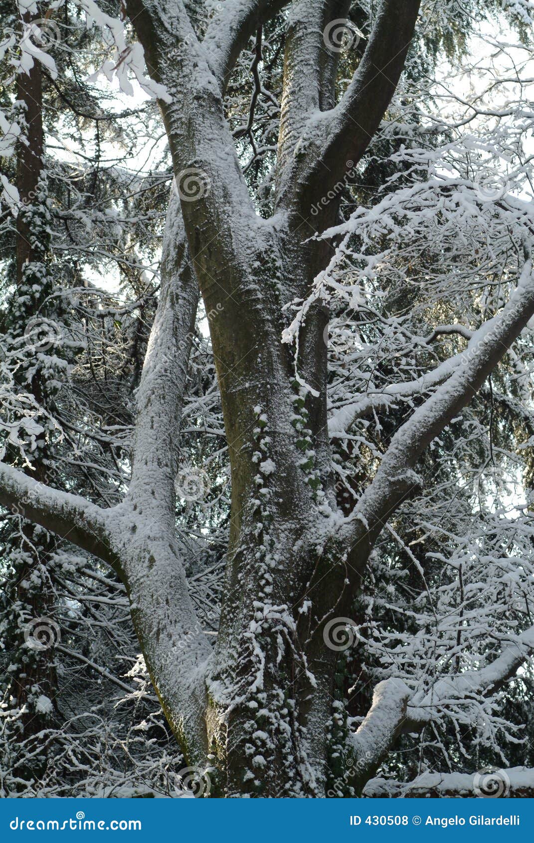 Tree white of snow stock photo. Image of holiday, trees - 430508