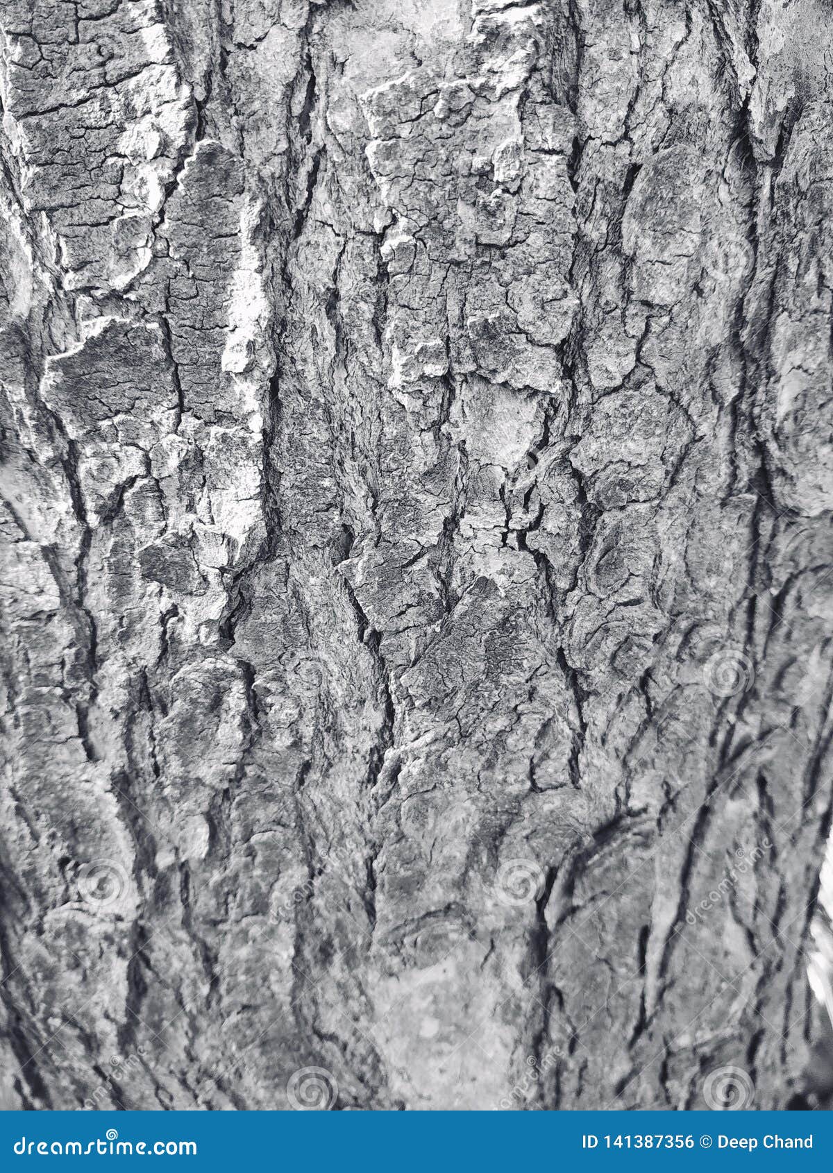 Tree White stock photo. Image of tree, white, background - 141387356