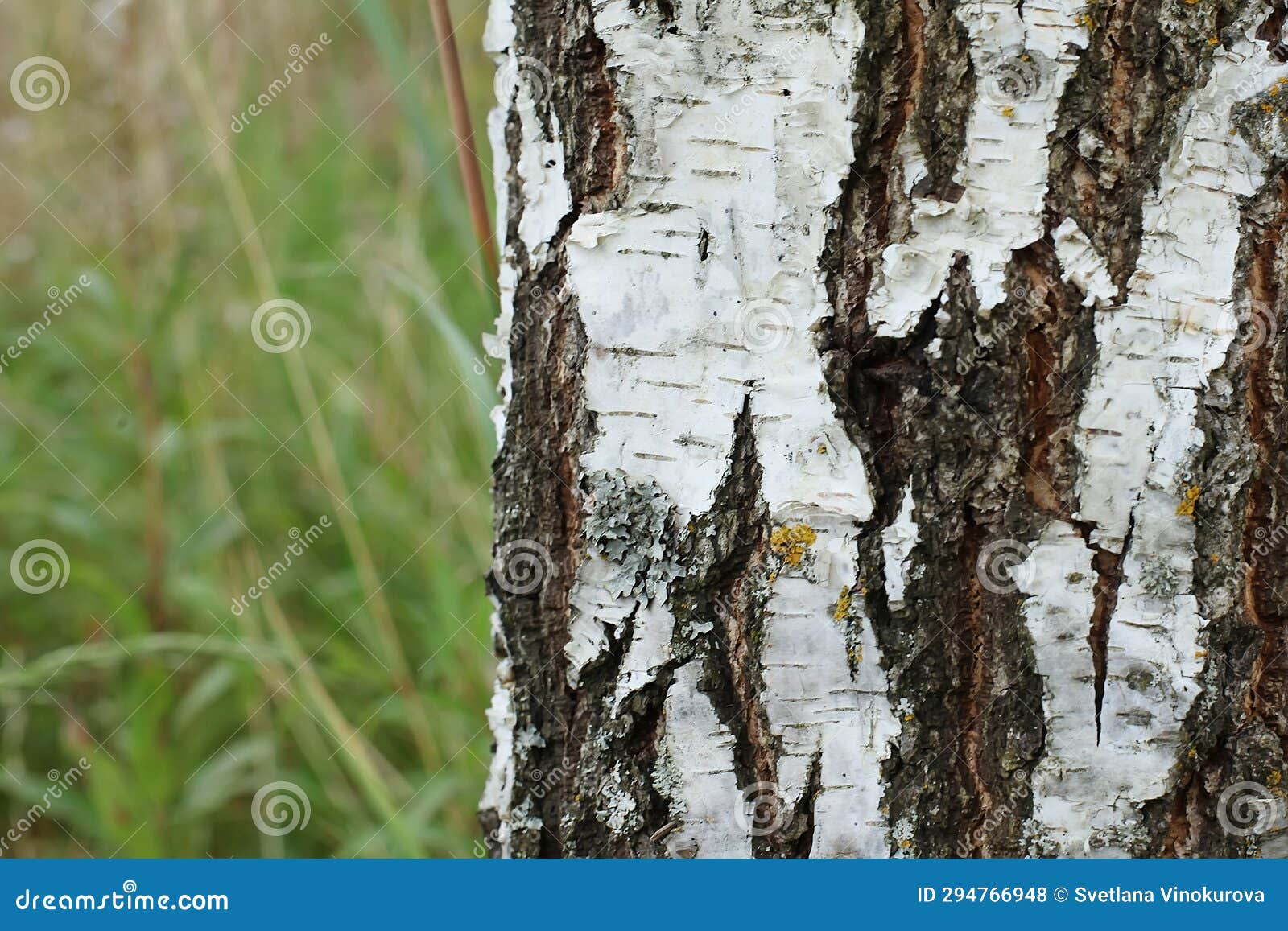 Tree. White Trunk, Birch on the Background of Leaves. Stock Photo ...