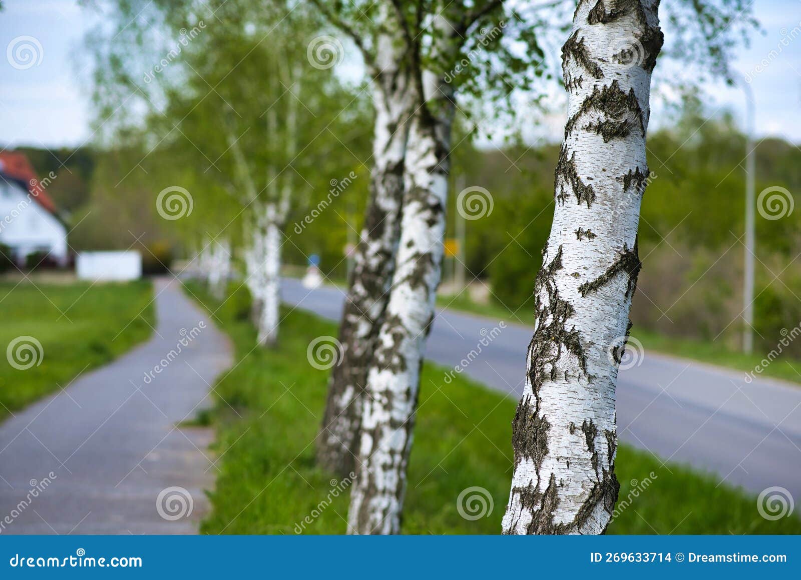 Tree. White Trunk, Birch Near the Road Stock Photo - Image of timber ...