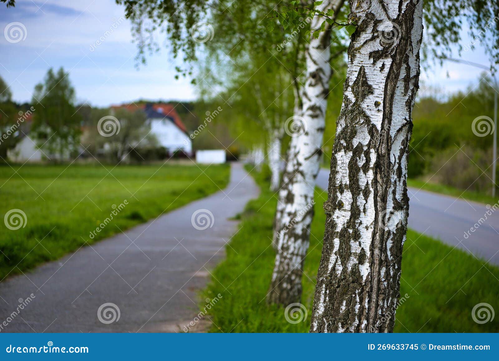 Tree. White Trunk, Birch Near the Road Stock Image - Image of growth ...