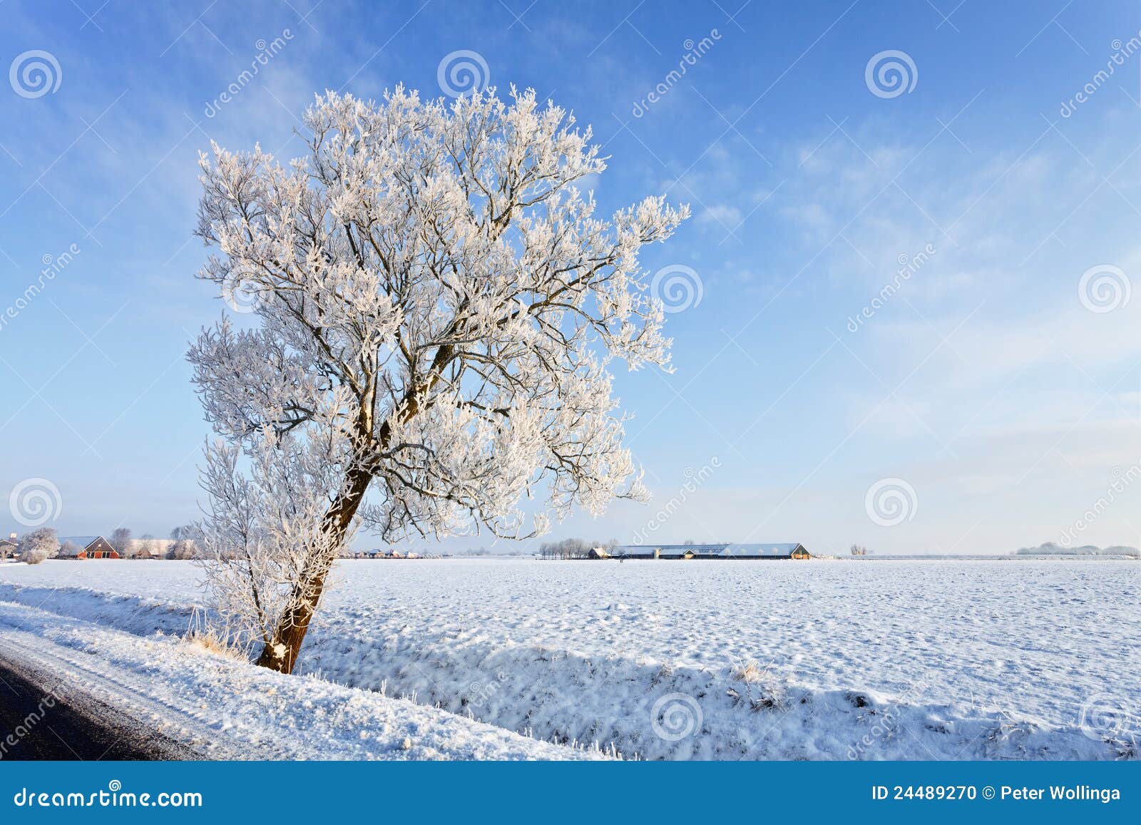 Tree in a White Winter Landscape Stock Photo - Image of hoar ...