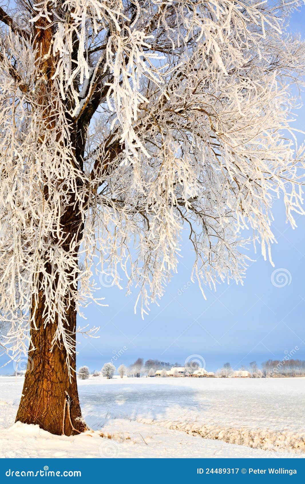 Tree in a White Winter Landscape Stock Image - Image of agriculture ...