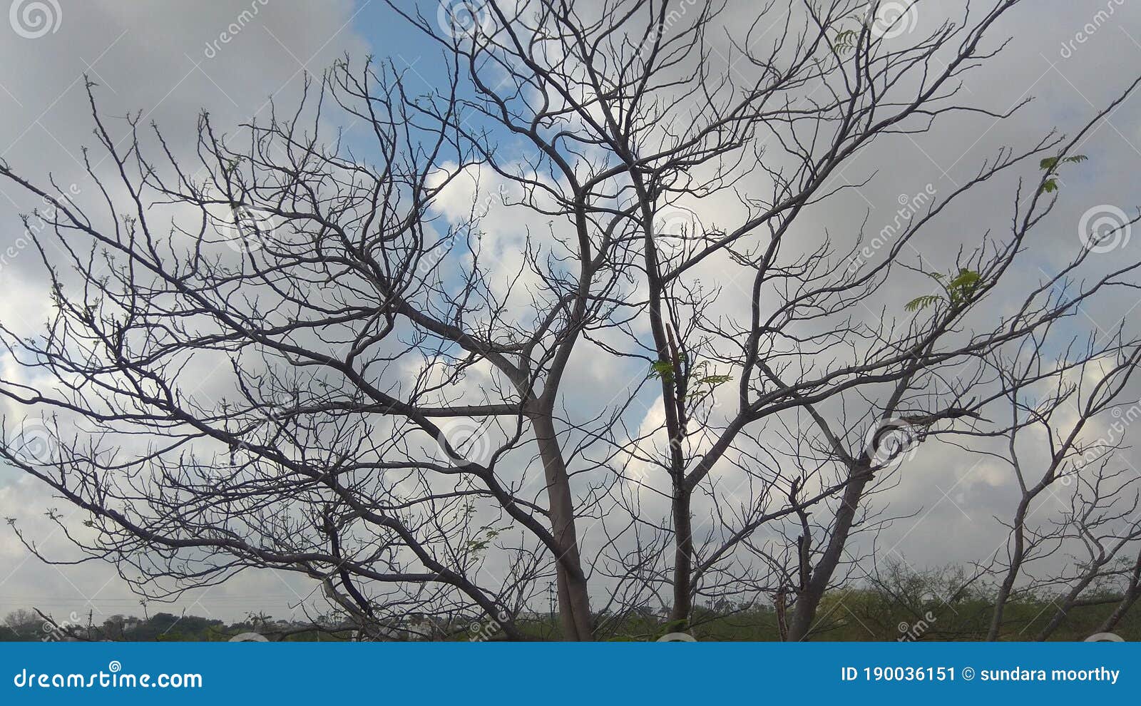 The tree with whitr cloud stock image. Image of nature - 190036151
