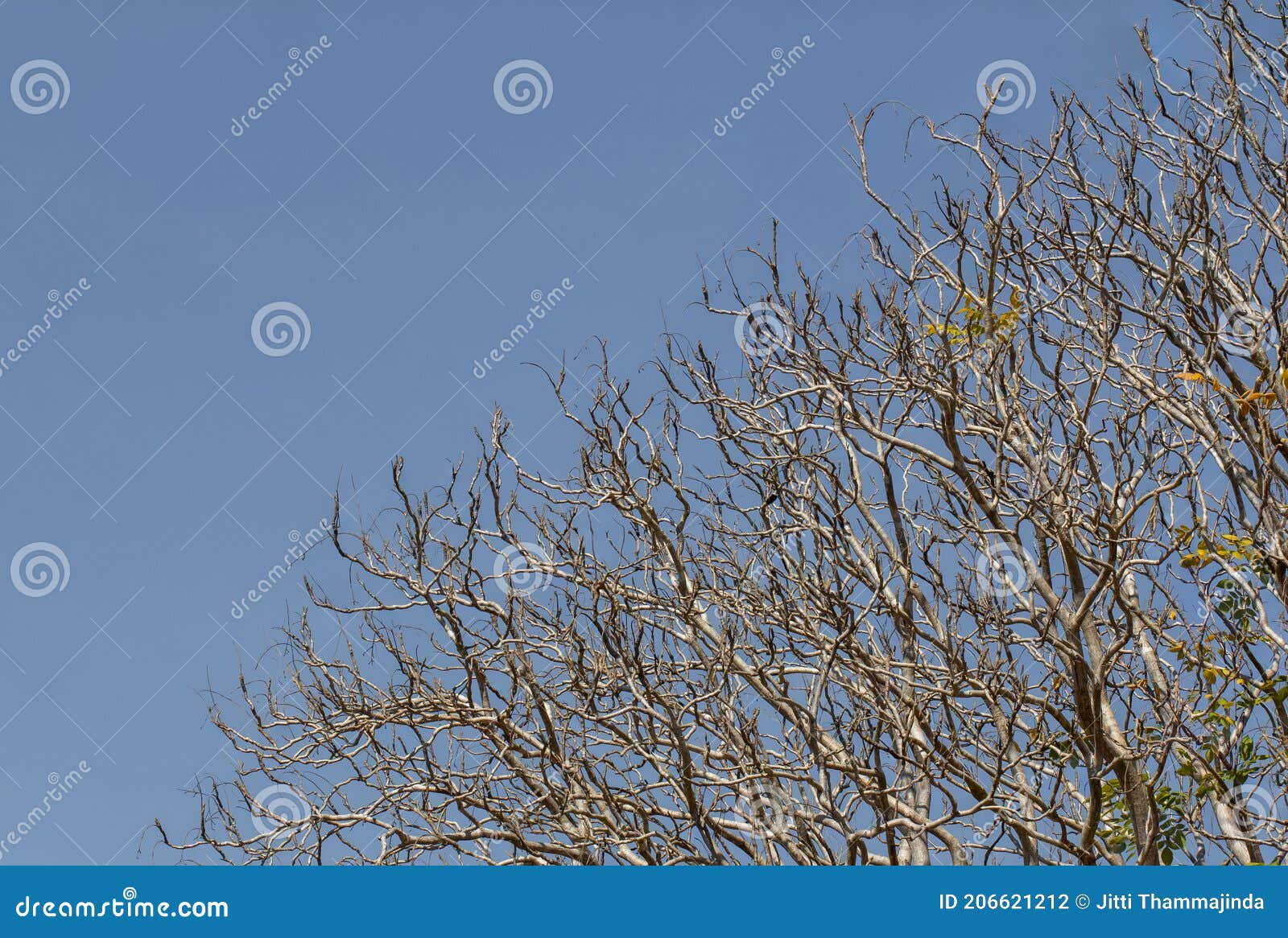 Tree Whose Leaves Do Not Fall Against the Sky Background Stock Photo ...