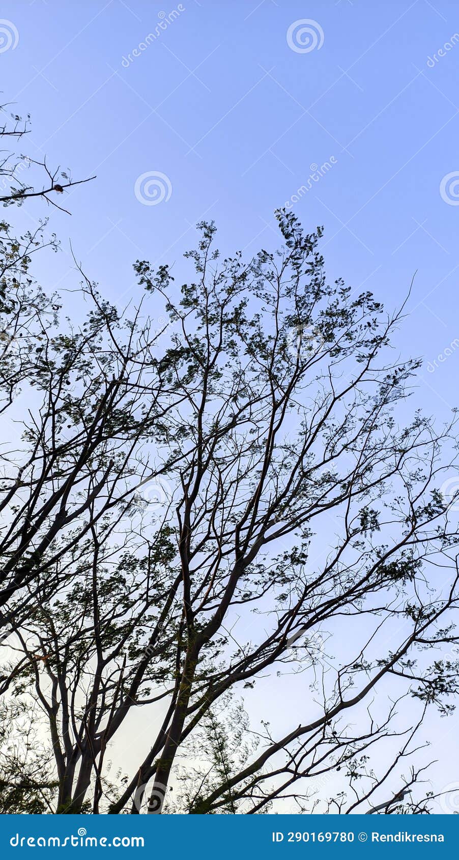 A Tree Whose Leaves are Falling Stock Photo - Image of floral, forest ...