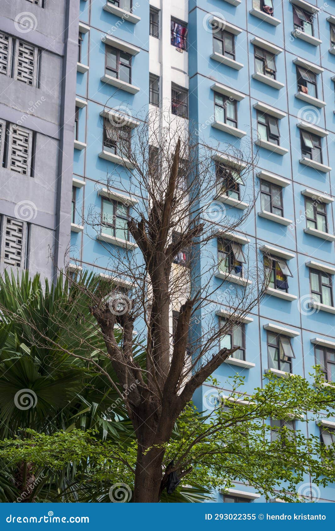 A Tree Whose Leaves Have Fallen Off until only Its Branches Remain with ...