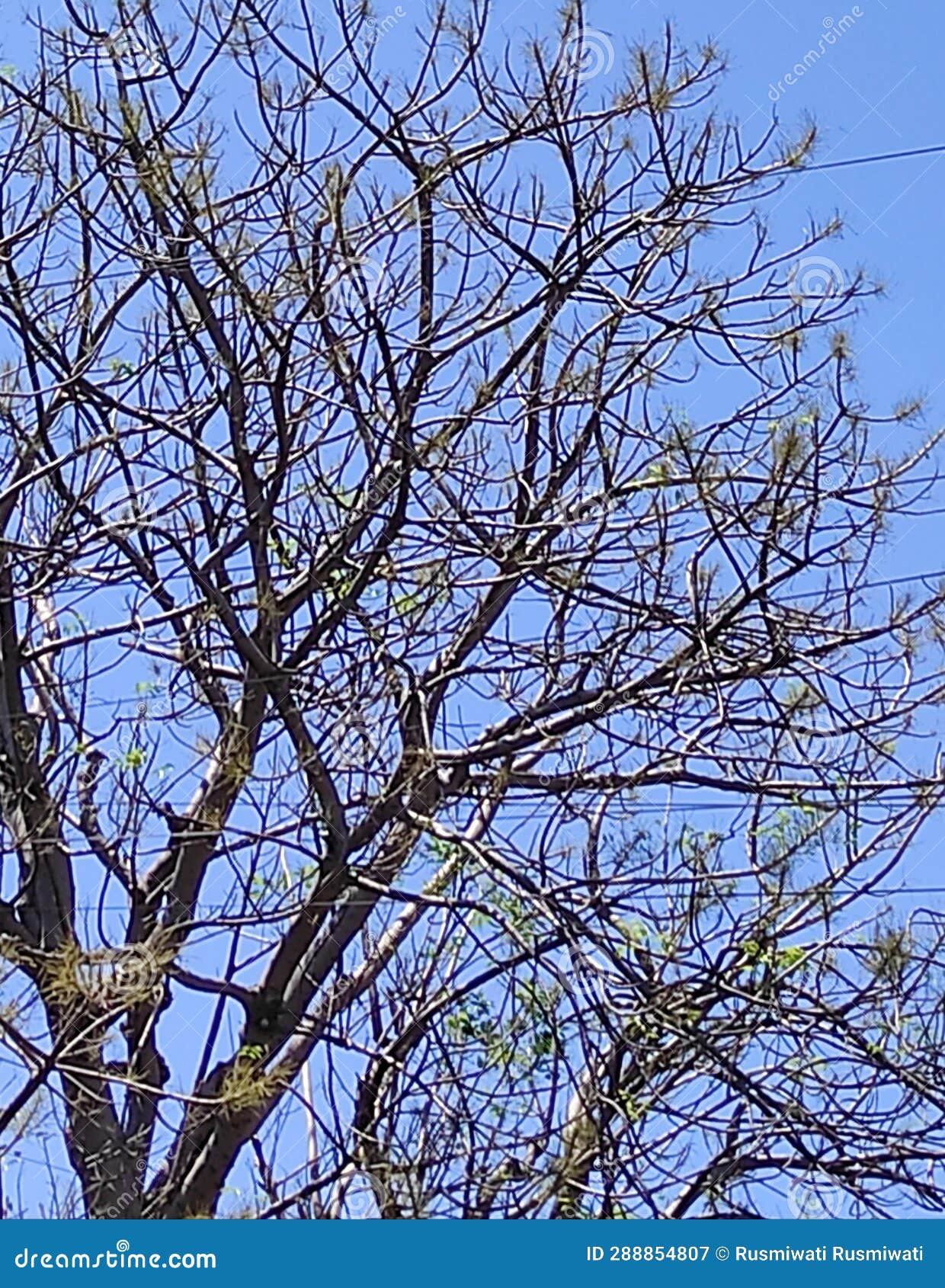 A Tree Whose Leaves Have Fallen Off a Lot Stock Image - Image of cloud ...