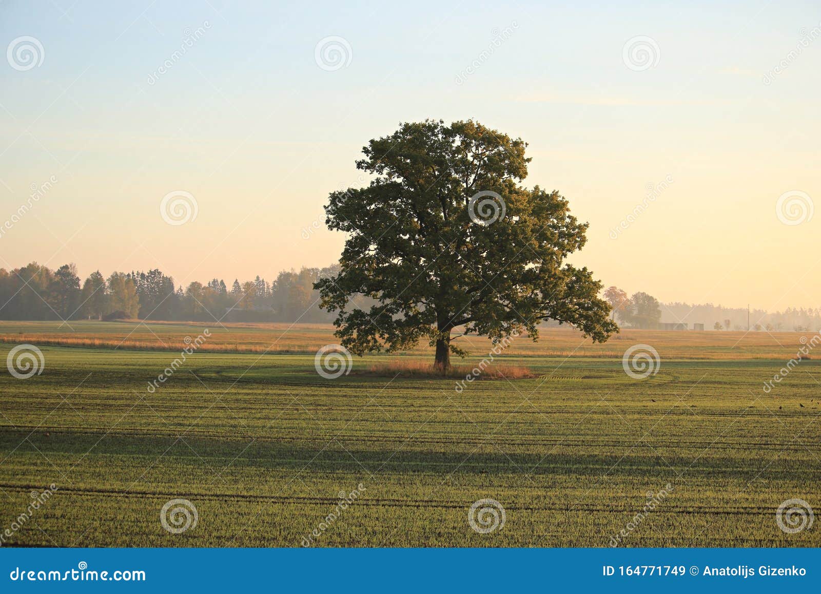 Tree with Wide Branches in the Center of a Large Village Field Stock ...