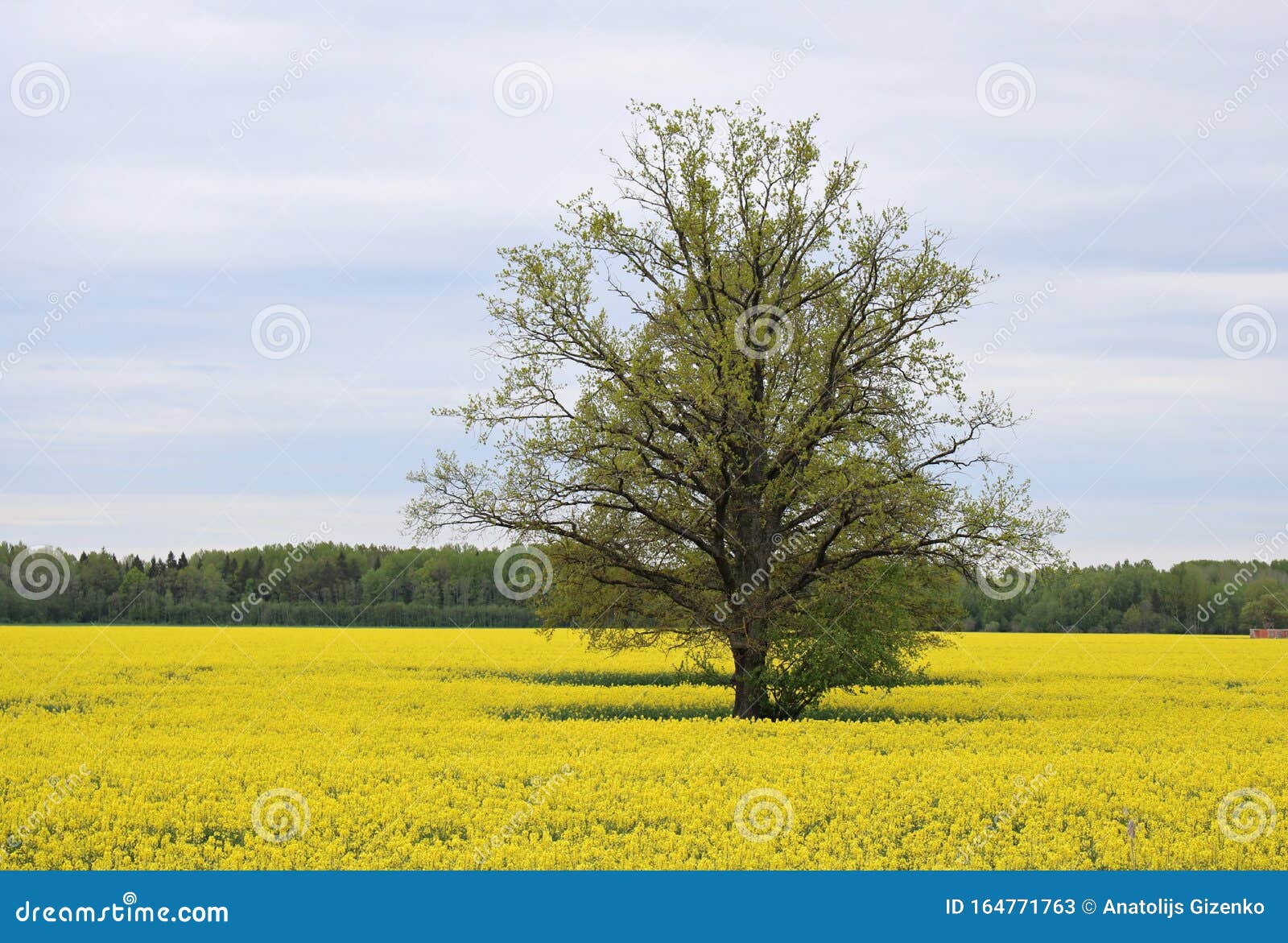 Tree with Wide Branches in the Center of a Large Village Field Stock ...