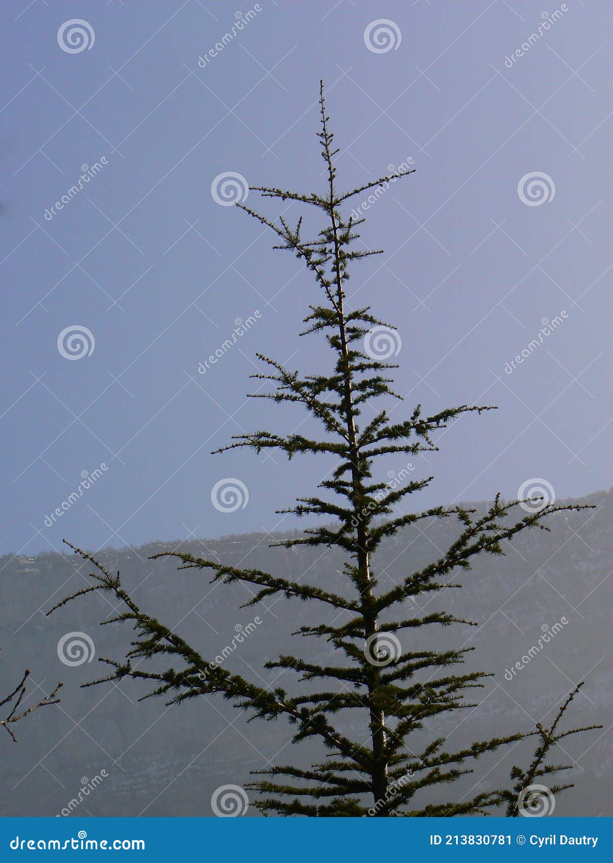 Tree in the wild stock image. Image of panorama, natural - 213830781