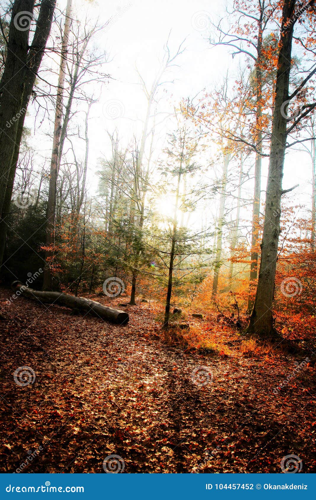 Tree in Wild Forest in Nature Stock Photo - Image of park, leaf: 104457452