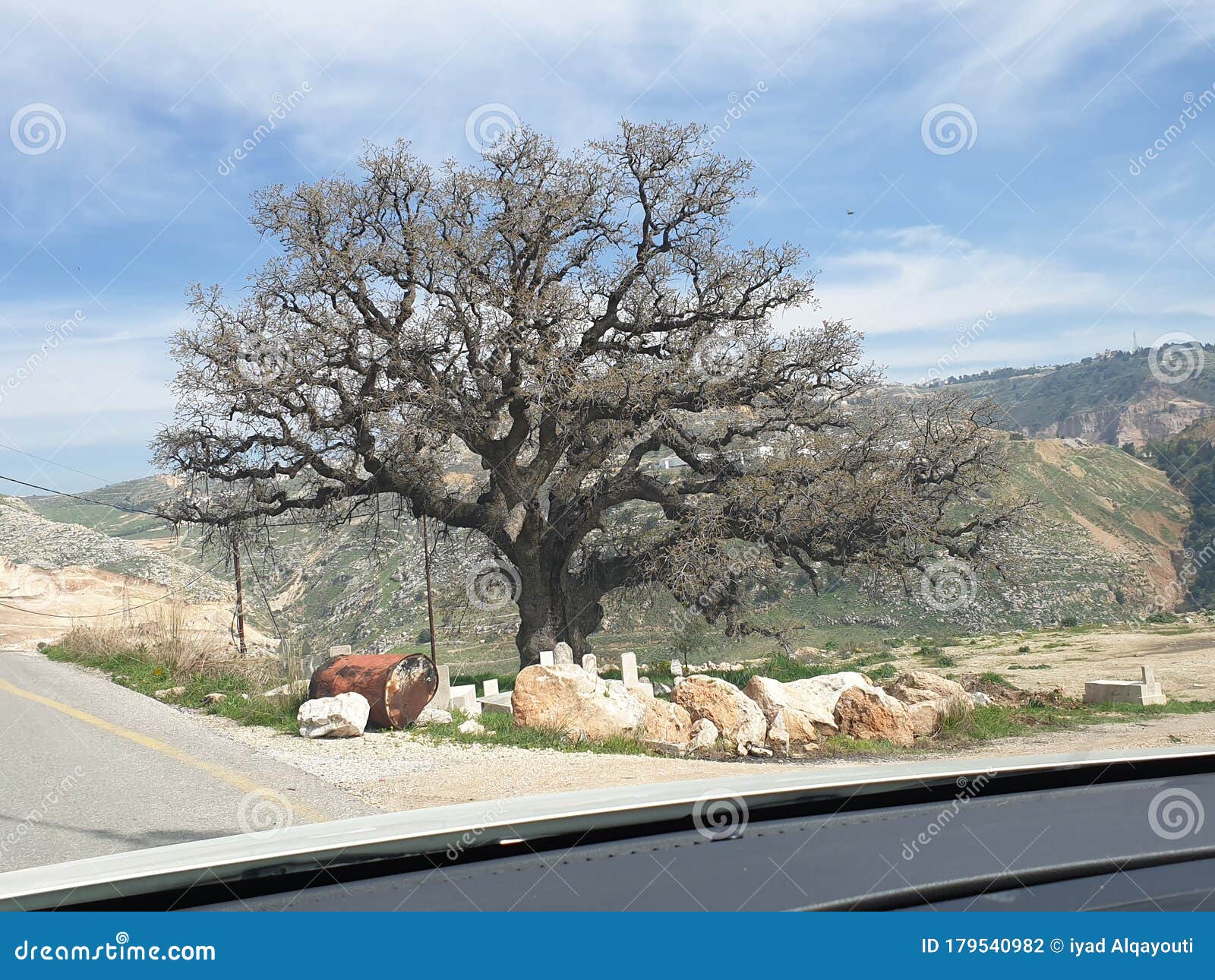 Tree wild jordan stock photo. Image of wild, produce - 179540982