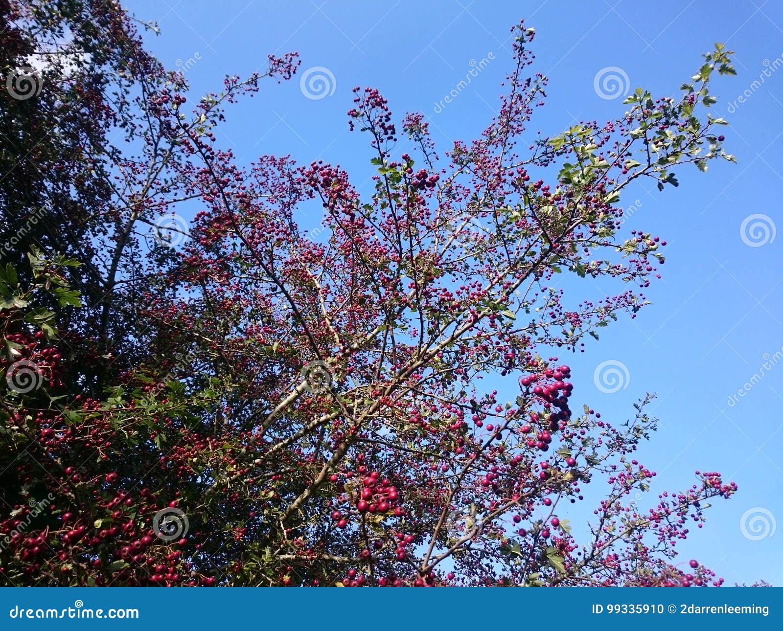 Tree with wild red berries stock photo. Image of blue - 99335910