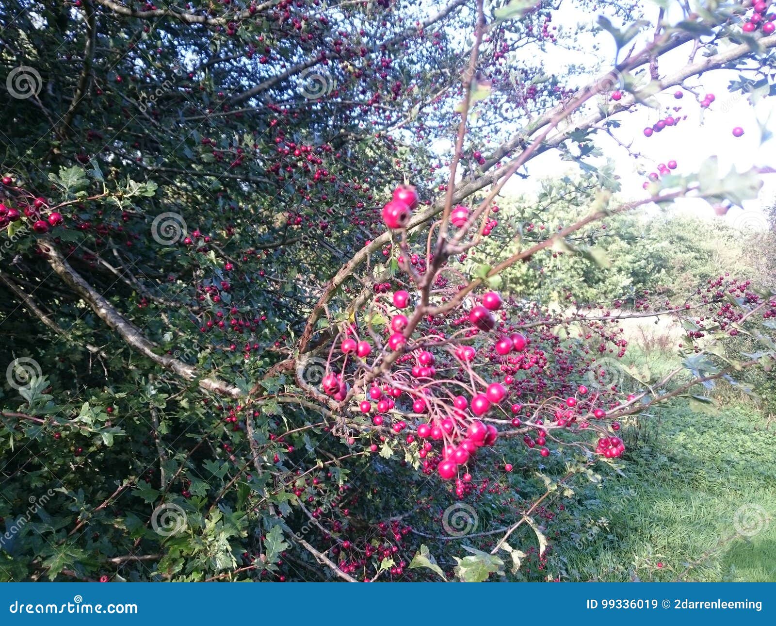 Tree with wild red berries stock image. Image of spring - 99336019
