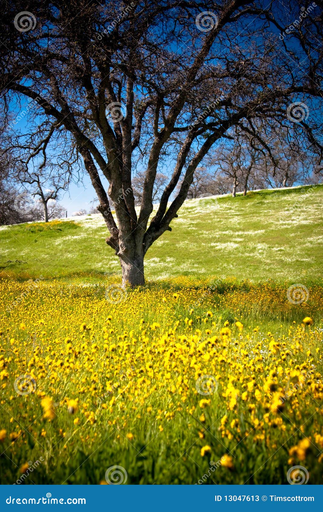 Tree in wildflowers stock image. Image of country, farm - 13047613