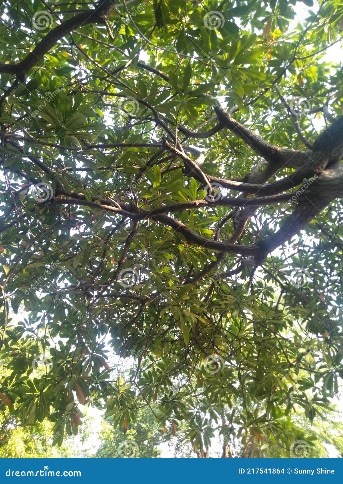 The Tree Will Keep You Breathing Stock Photo - Image of tree, breathing ...