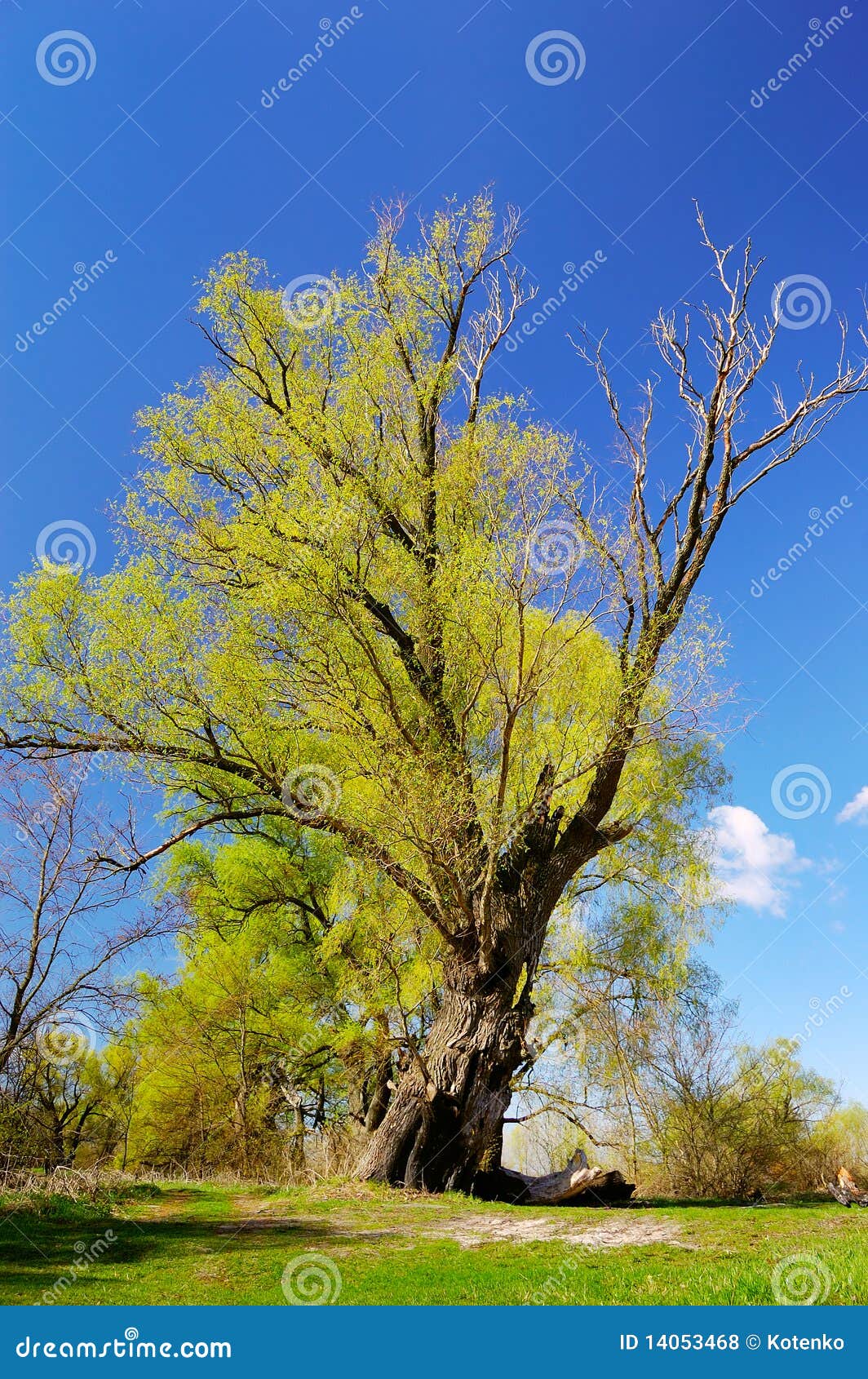 Tree a Willow in the Spring Stock Photo - Image of colorful, landscape ...