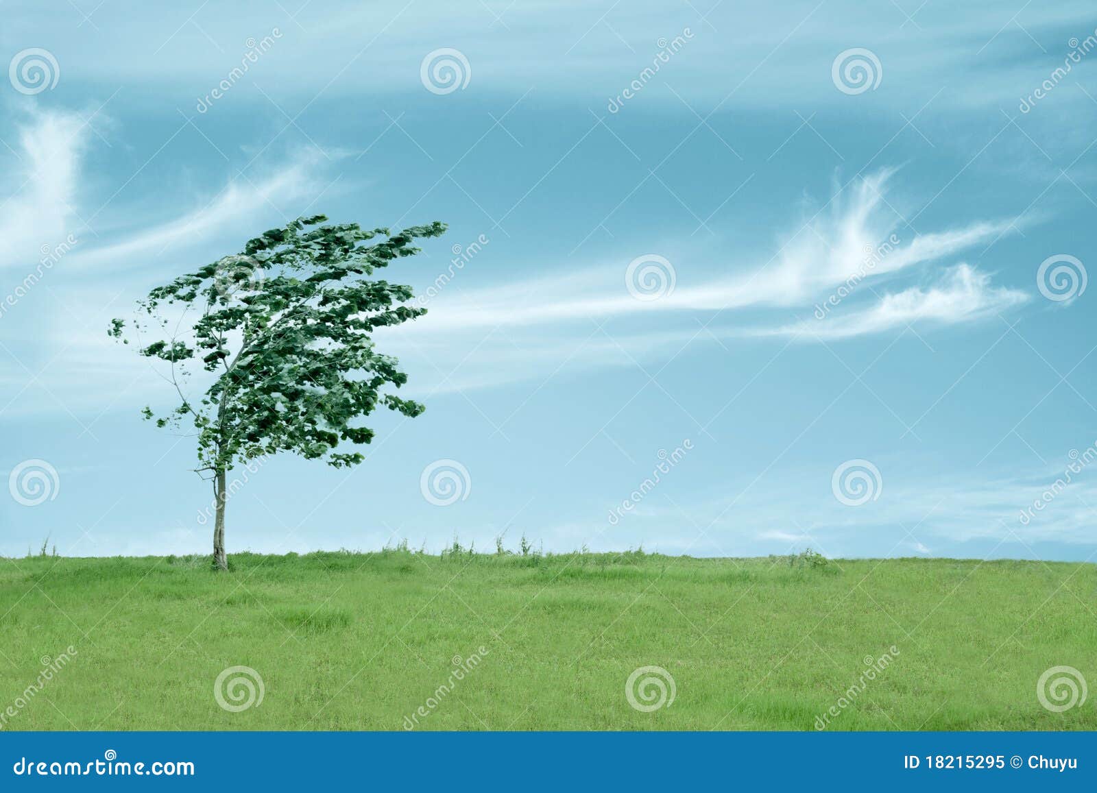 Tree in the wind stock image. Image of landscape, beautiful - 18215295