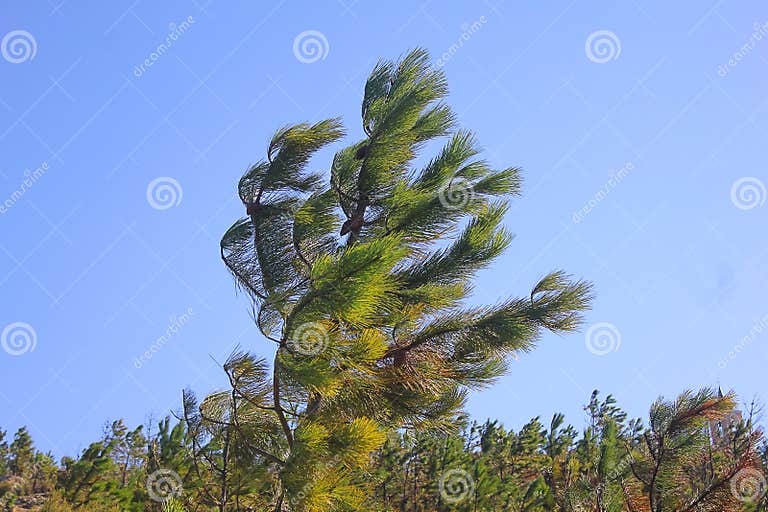 Tree in the wind stock photo. Image of plant, nature - 61800400