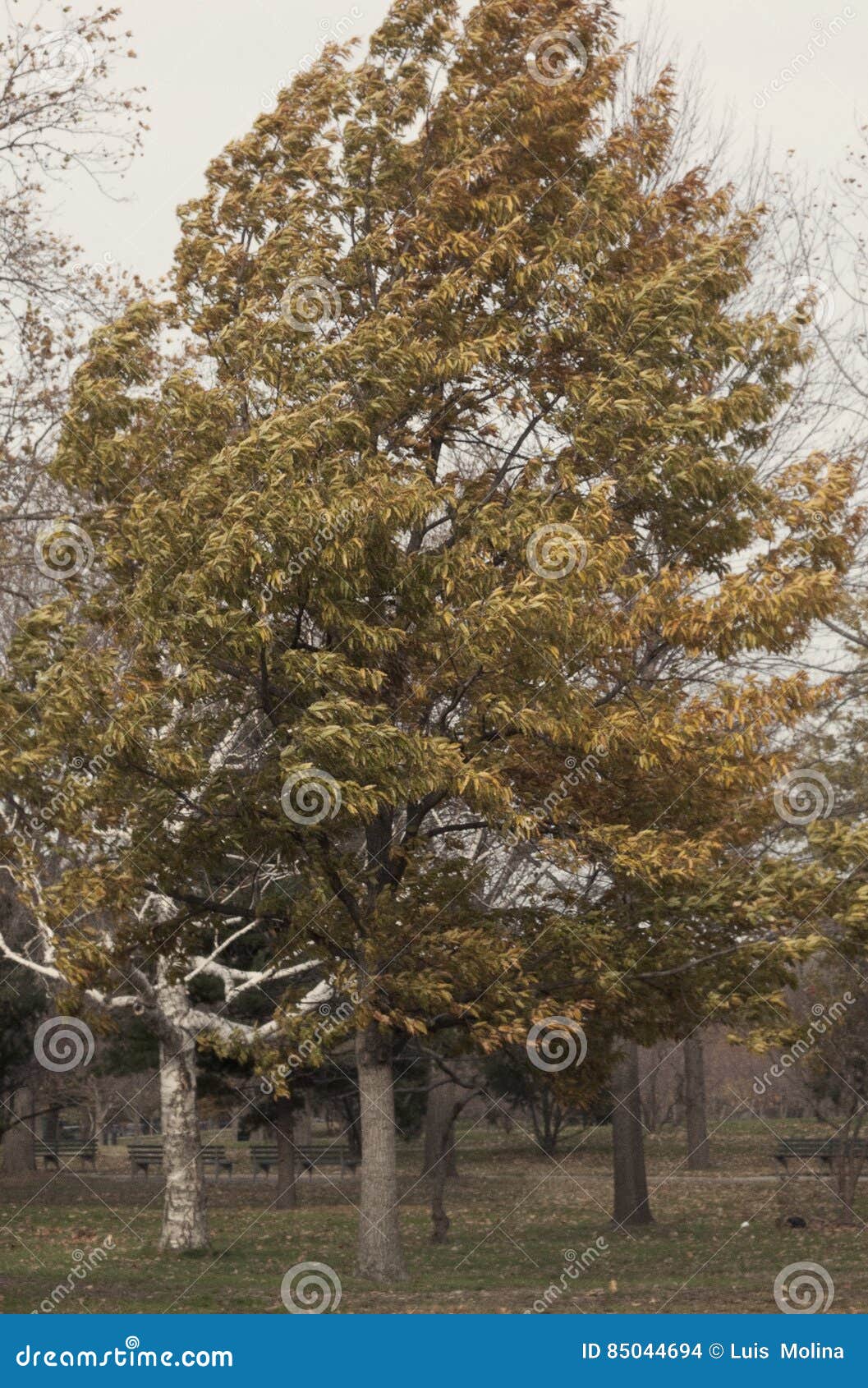 A Tree while the Wind Blows Stock Photo - Image of fall, environment ...