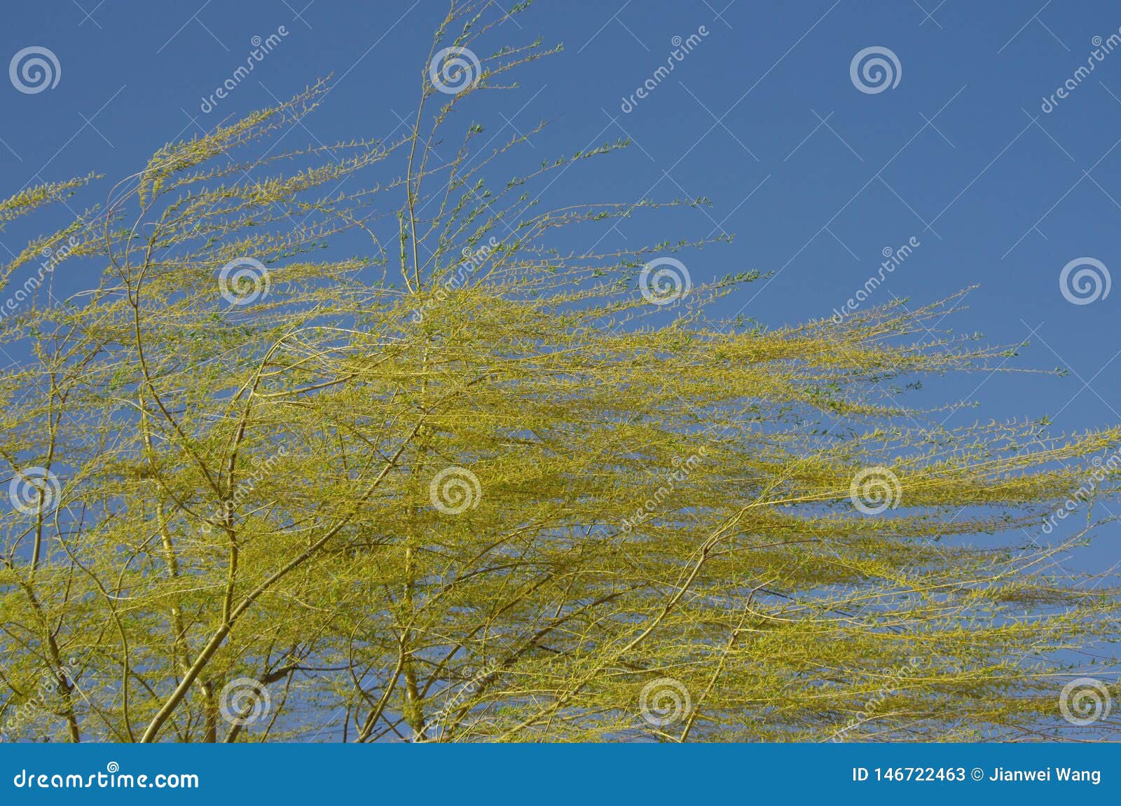 A tree in the wind stock image. Image of branches, life - 146722463