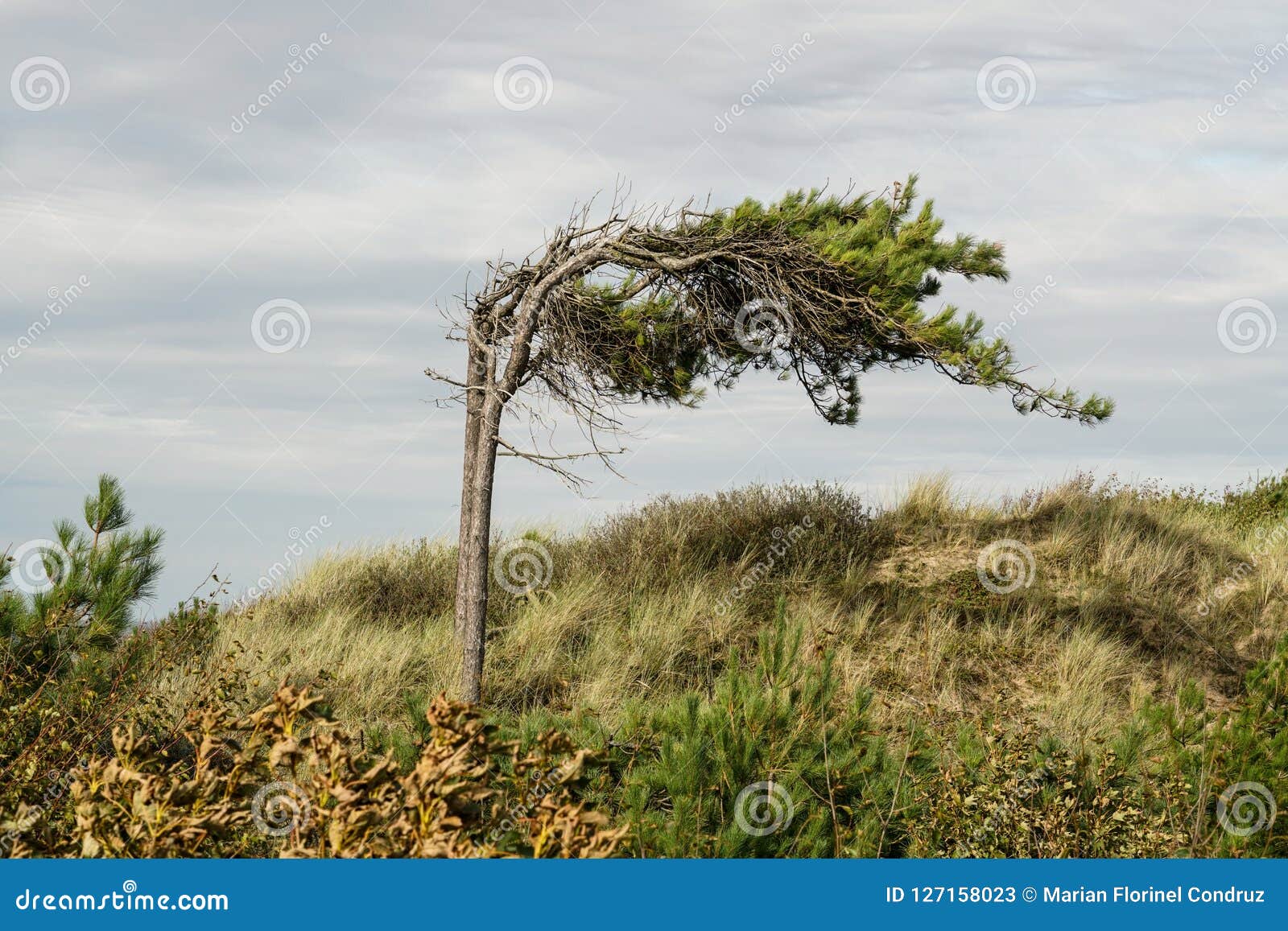 Tree in the wind stock image. Image of tourism, formby - 127158023