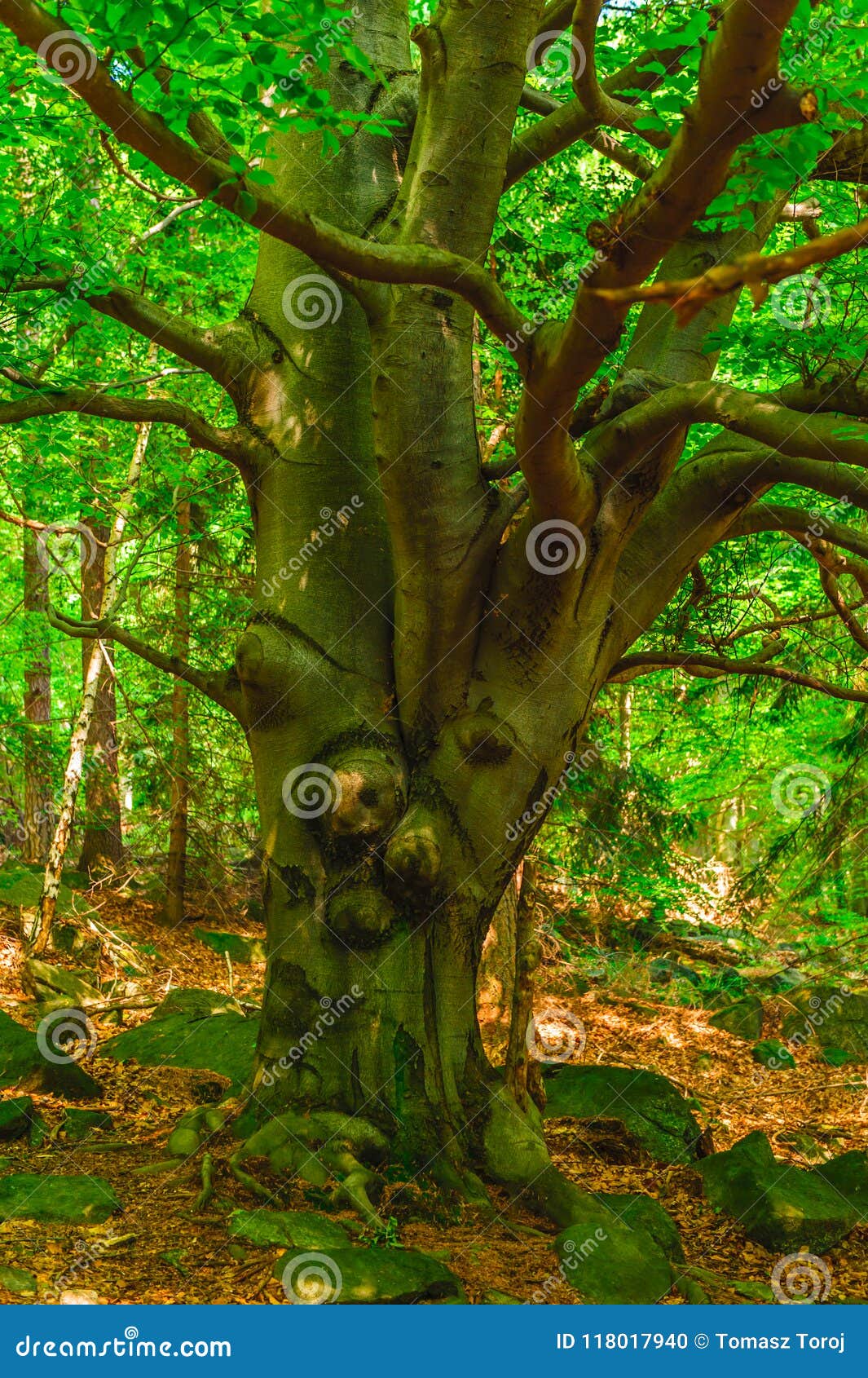 Tree with winding branches stock photo. Image of trees - 118017940