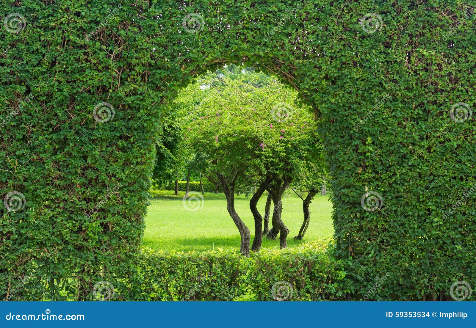 Tree window stock photo. Image of wooden, green, rustic - 59353534