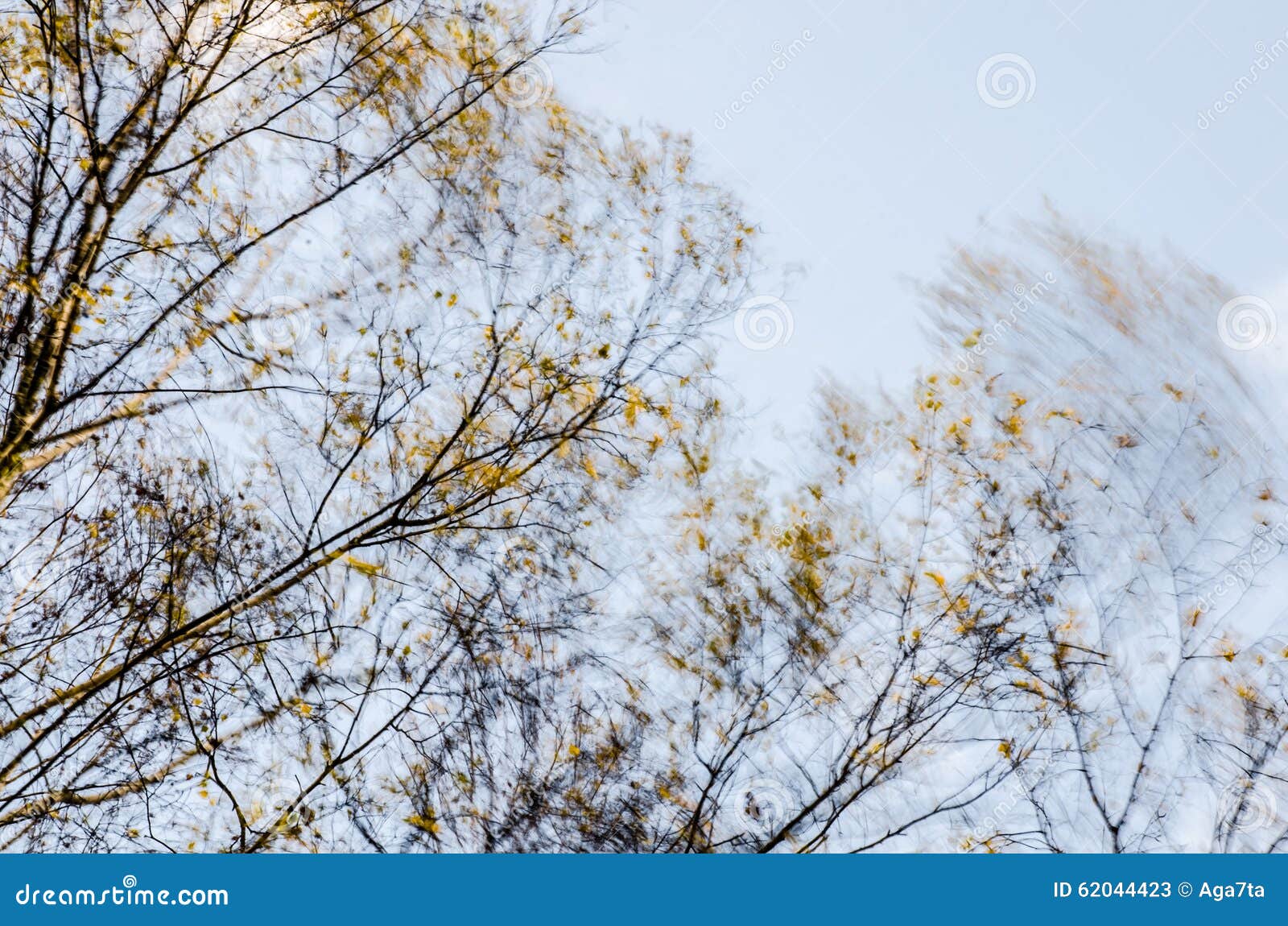 Tree on windy weather stock image. Image of autumn, outdoor - 62044423