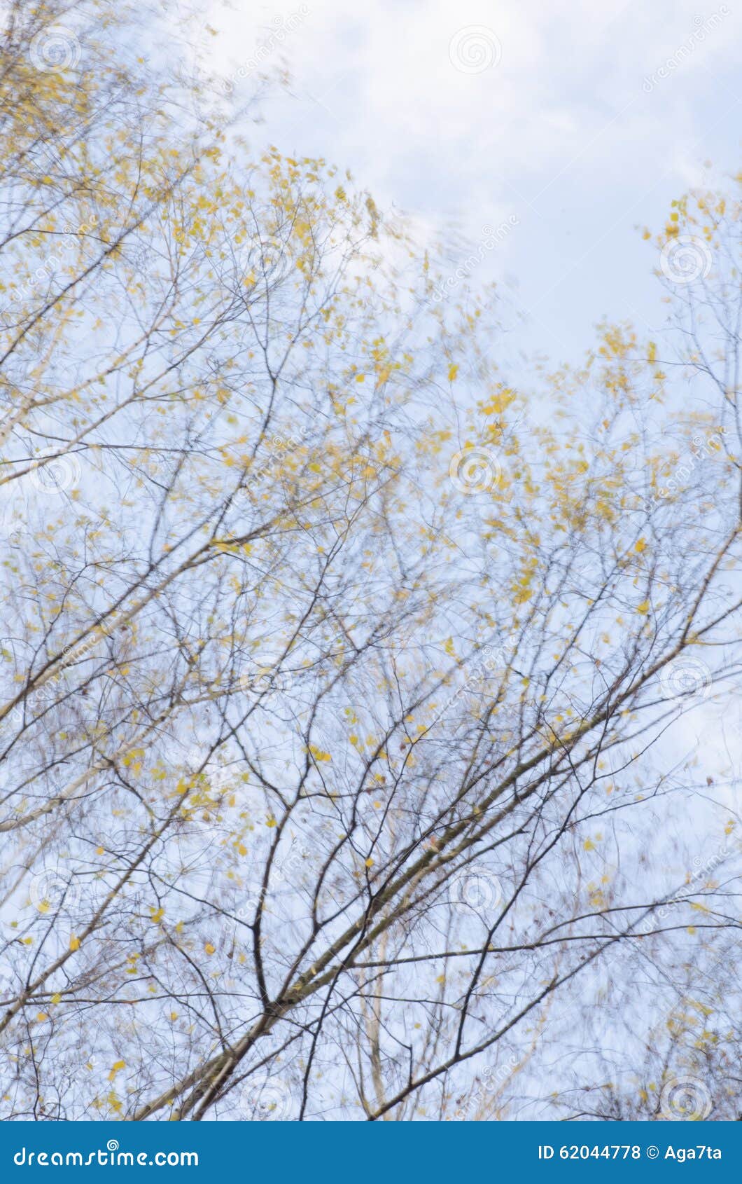 Tree on windy weather stock photo. Image of autumnal - 62044778