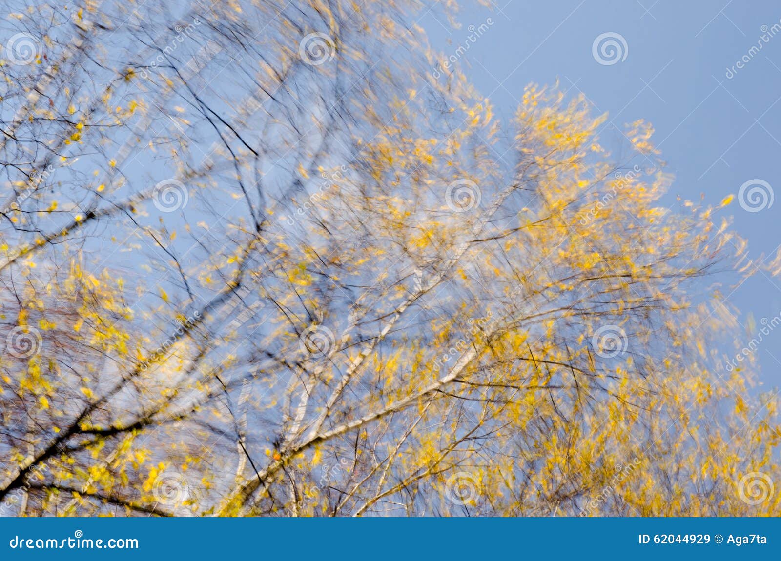 Tree on windy weather stock image. Image of autumn, cloudy - 62044929