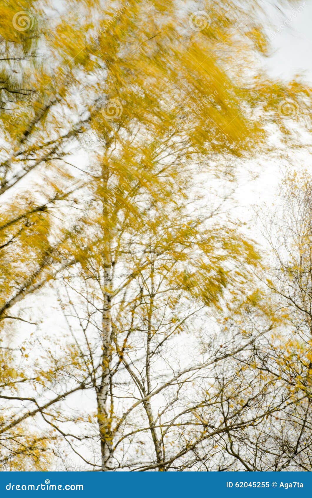 Tree on windy weather stock image. Image of outdoor, strong - 62045255