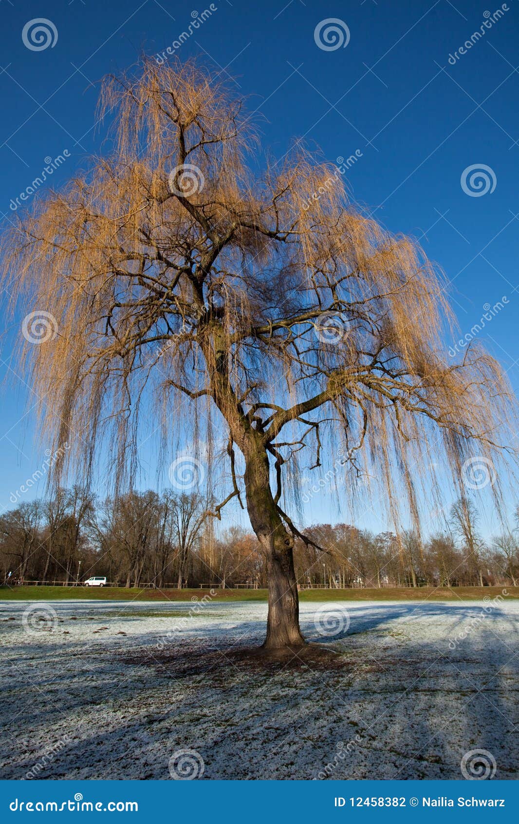 Tree in Winter stock photo. Image of december, park, environment - 12458382