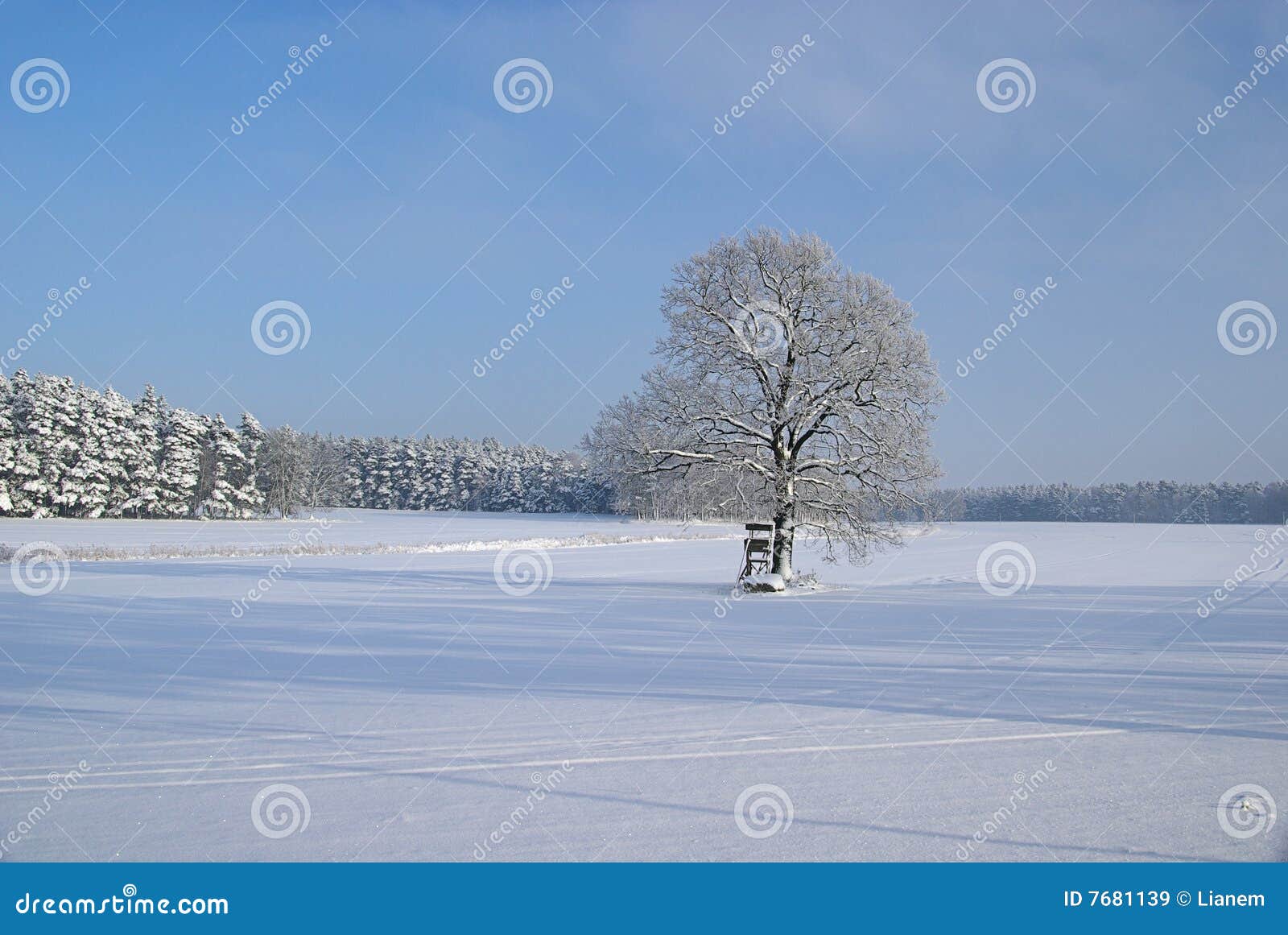Tree in winter stock image. Image of blue, snow, winter - 7681139