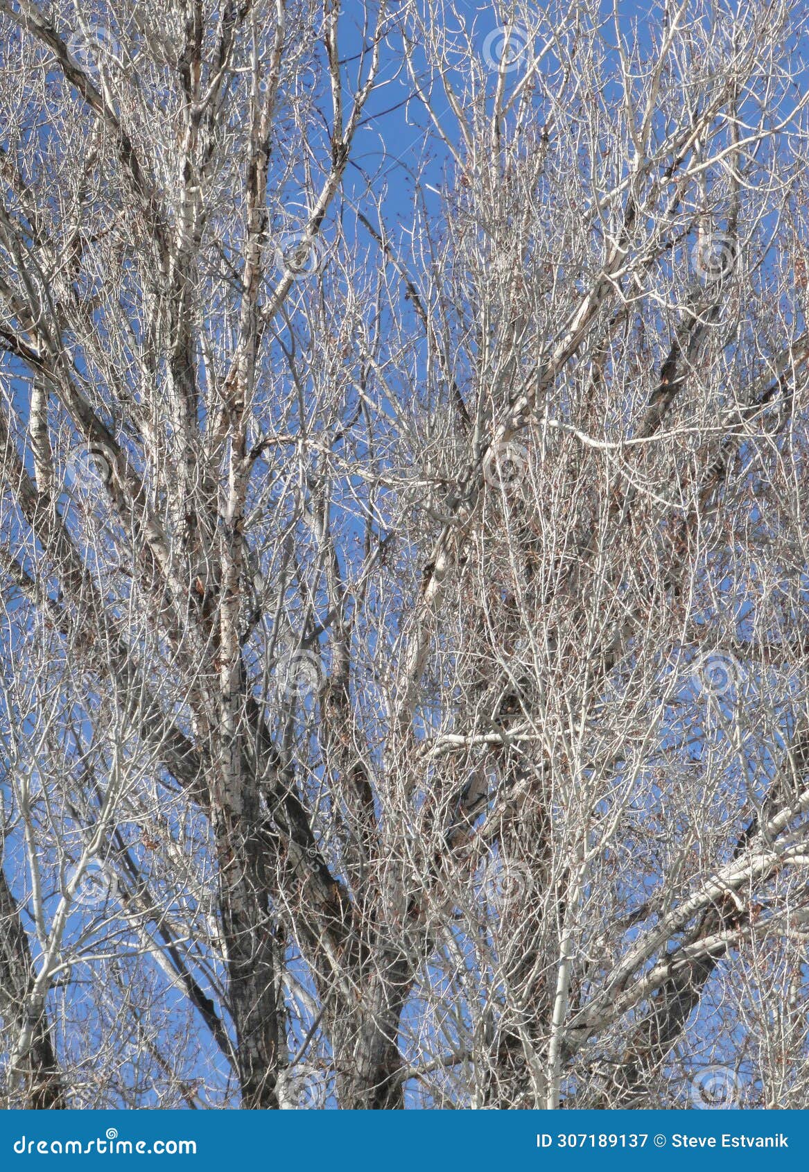 Tree in Winter with Bare Branches Stock Image - Image of branch, grey ...