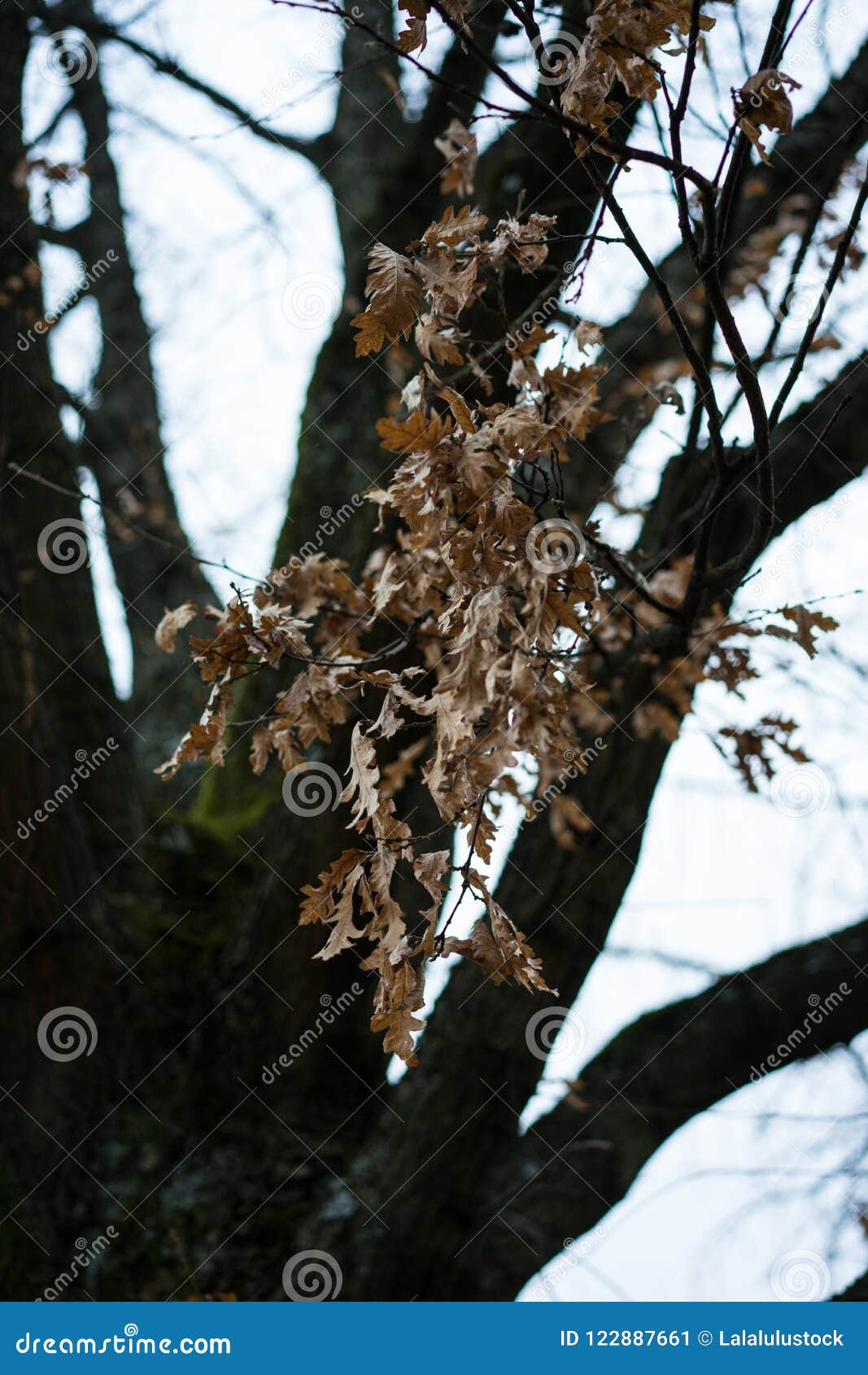 Tree in Winter with Brown Leaves, Quercus Cerris Stock Image - Image of ...