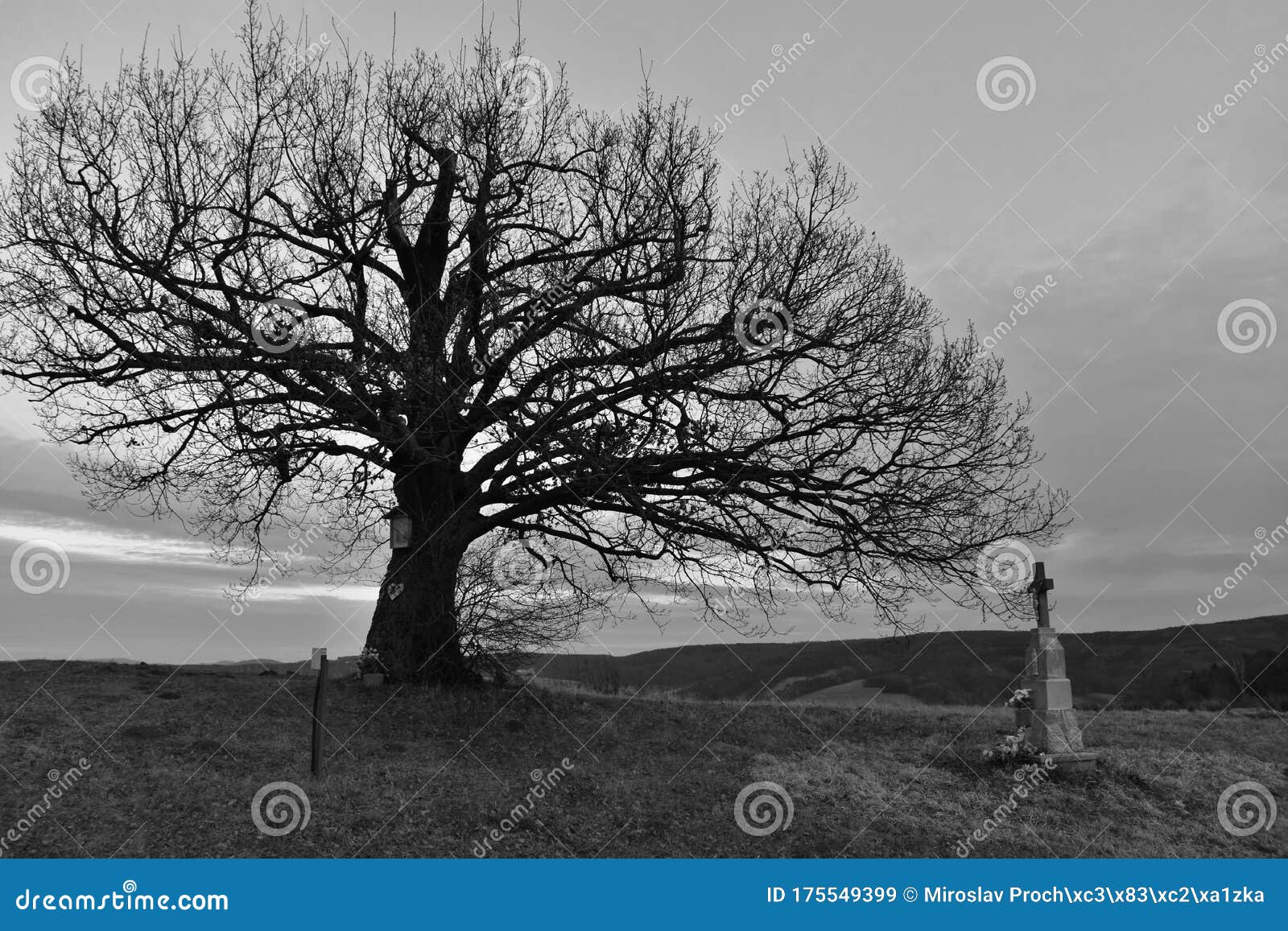 Tree in Winter with Calvary Stock Image - Image of leafy, tree: 175549399