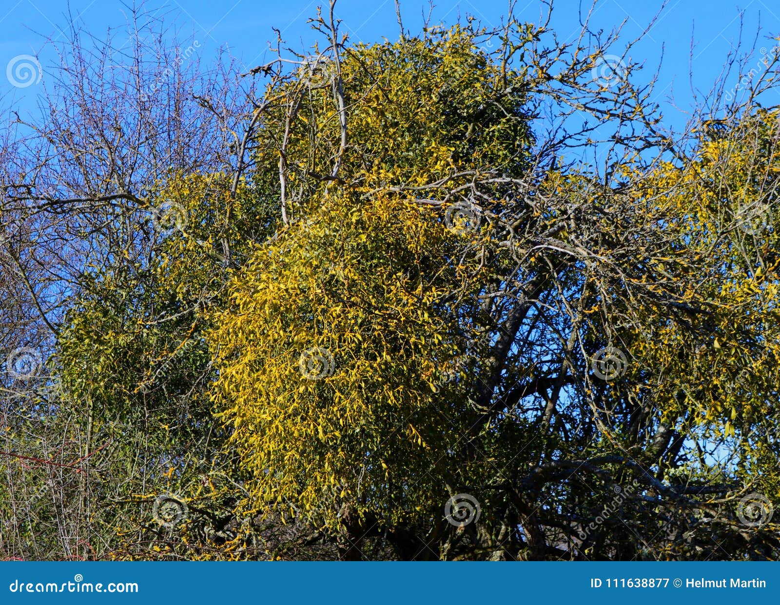 Tree Covered in Yellow Mistletoe Stock Image - Image of shining ...