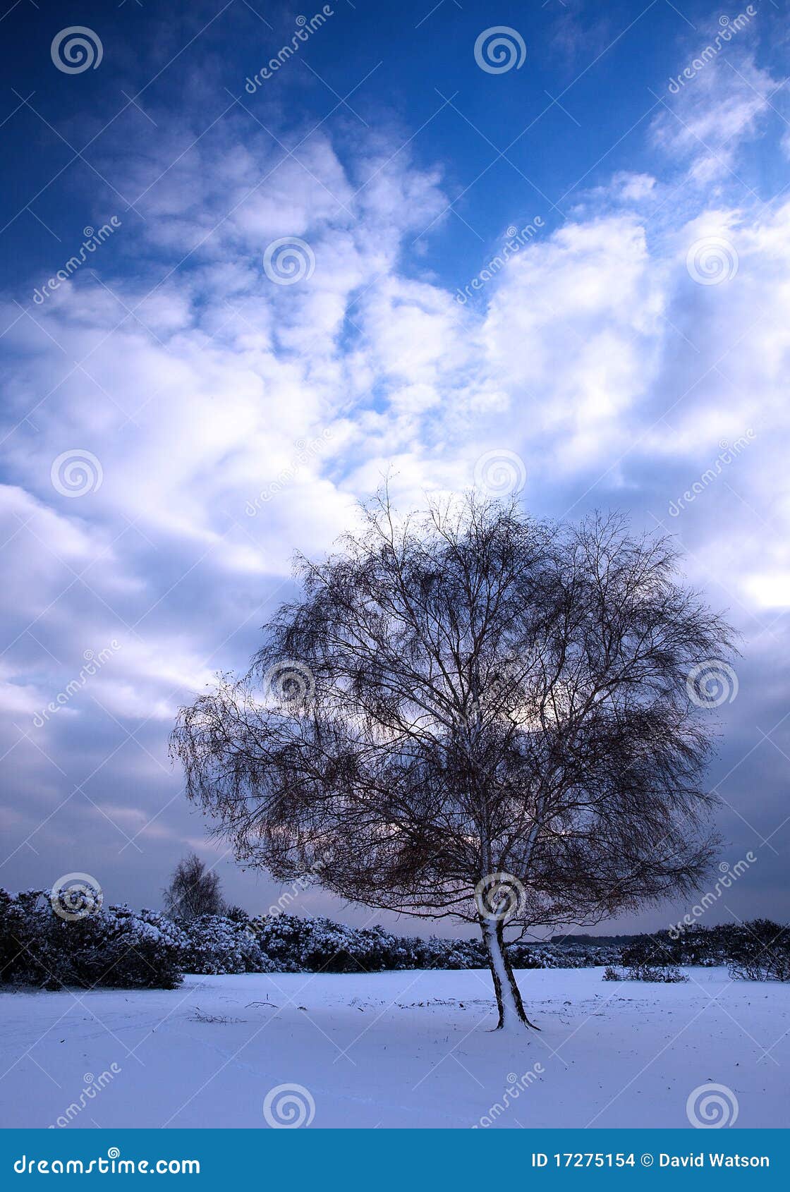 Tree on winter day stock photo. Image of field, snowy - 17275154