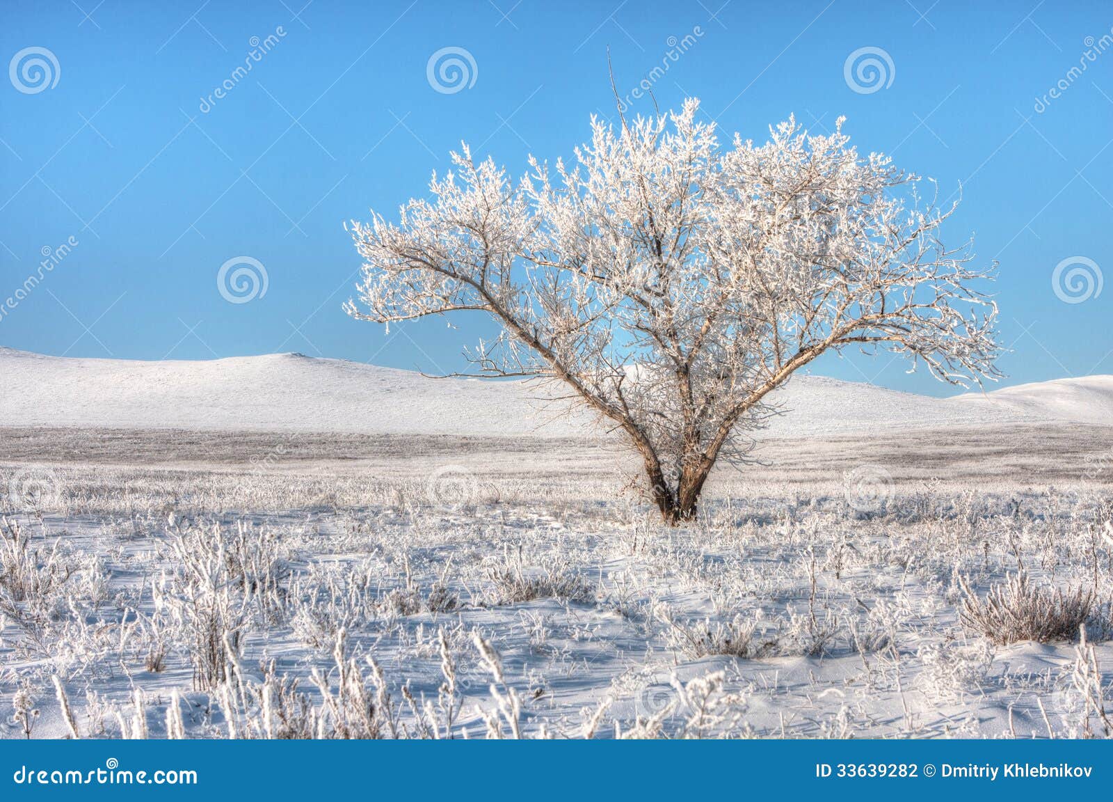 Tree in winter desert stock photo. Image of tree, grass - 33639282