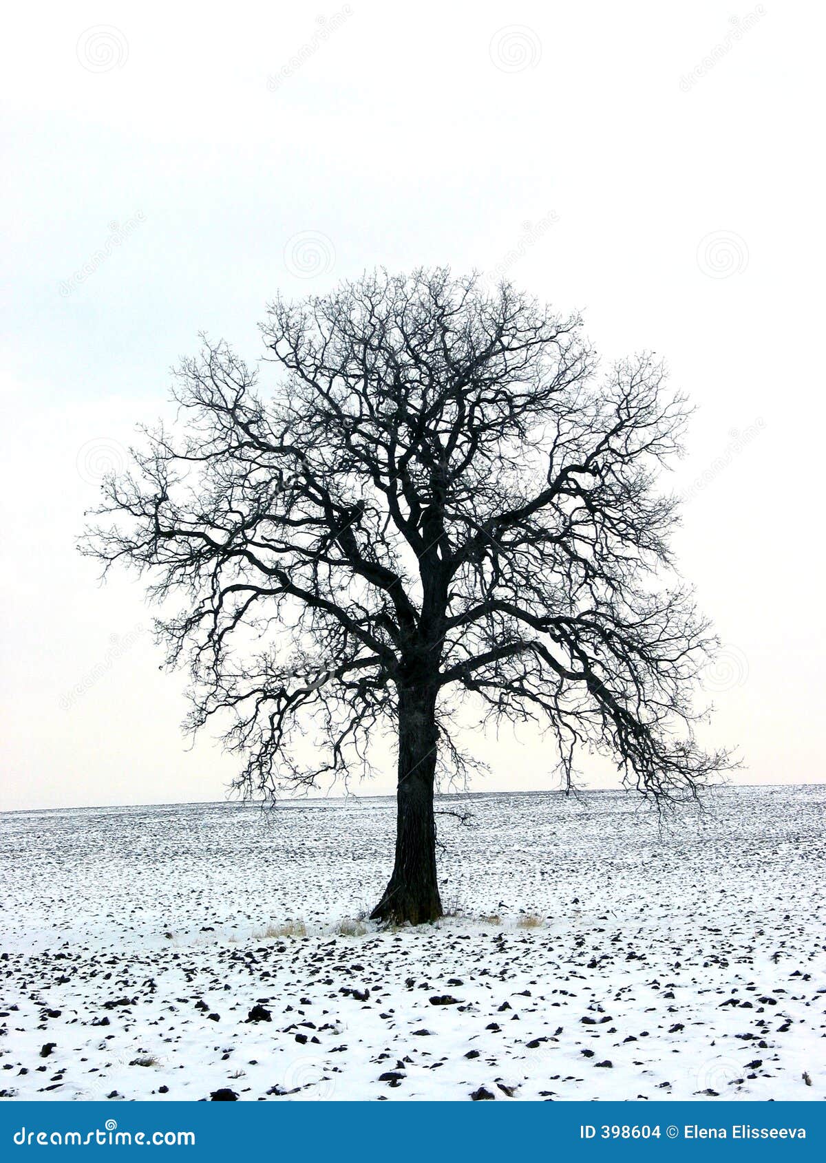Tree in a winter field 1 stock photo. Image of standalone - 398604