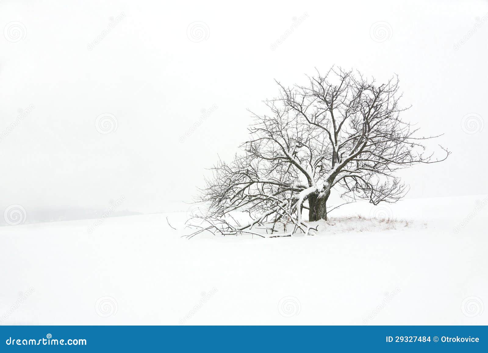 Tree and winter field stock photo. Image of cold, scene - 29327484