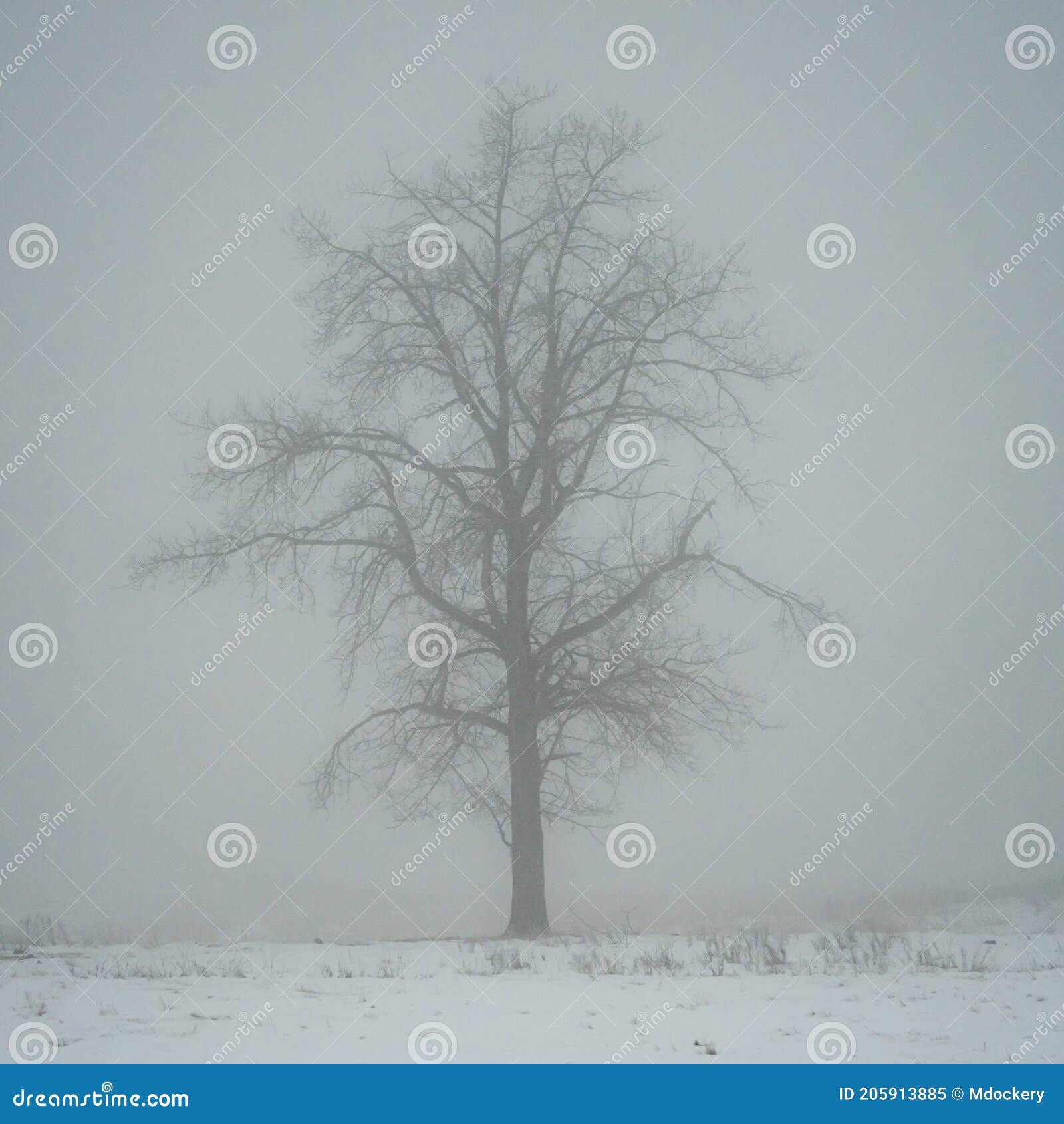 Tree in the winter fog stock image. Image of branch - 205913885