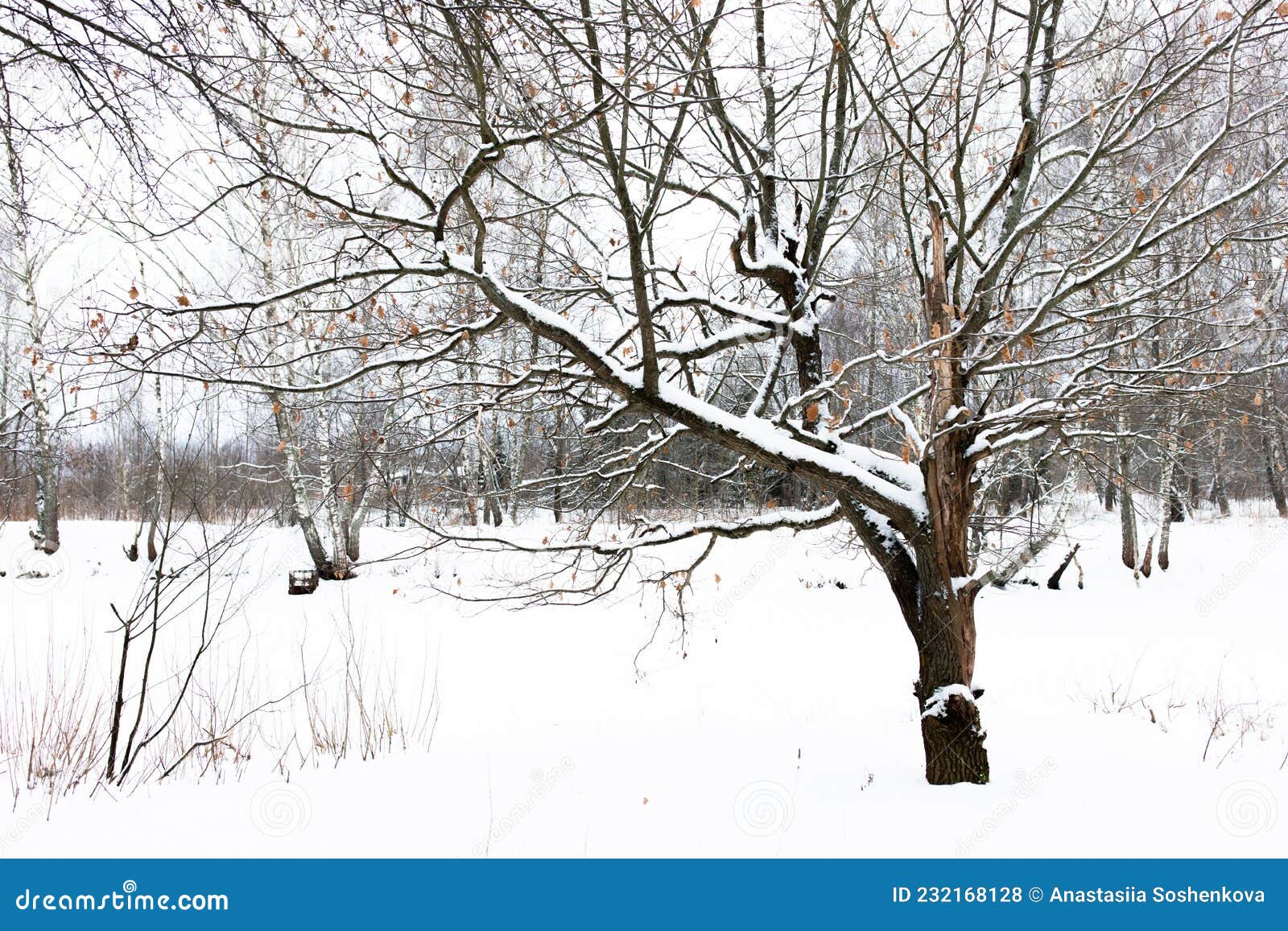 A Tree in Winter in the Forest Surrounded by Snow. Sprawling Oak Stock ...