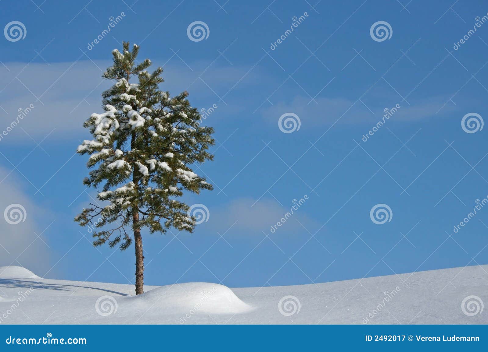 Tree in winter landscape stock image. Image of travel - 2492017