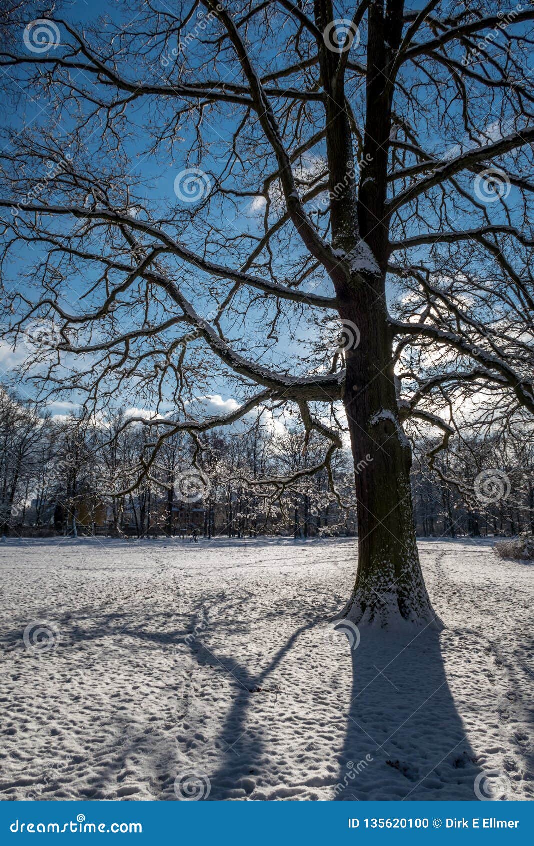 Tree in Winter Landscape in Backlight. Stock Photo - Image of backlight ...