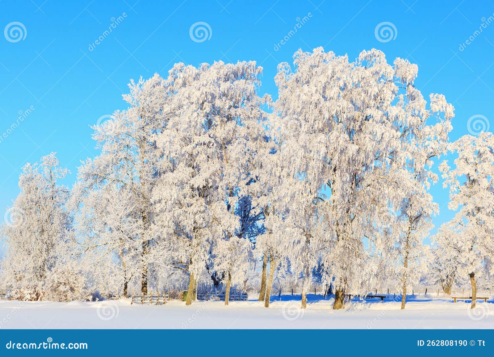 Tree in winter landscape stock photo. Image of frost - 262808190