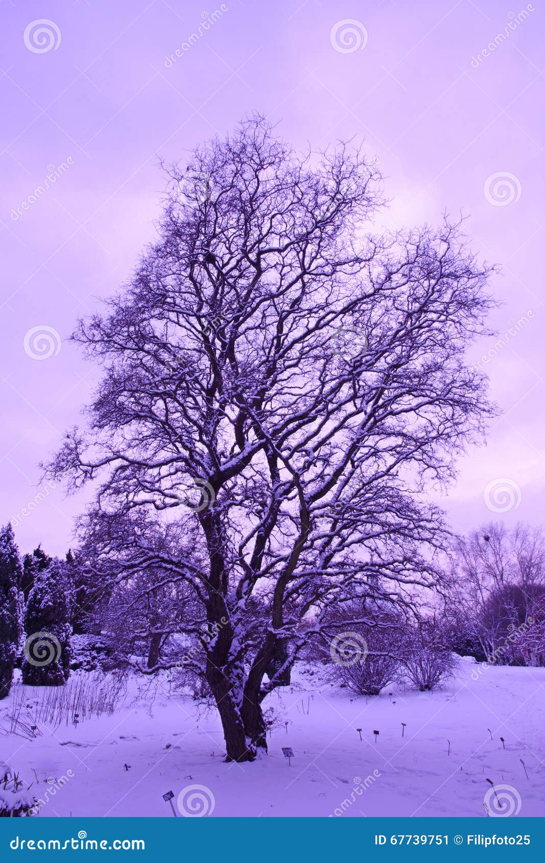 Tree in winter stock image. Image of landscape, violet - 67739751